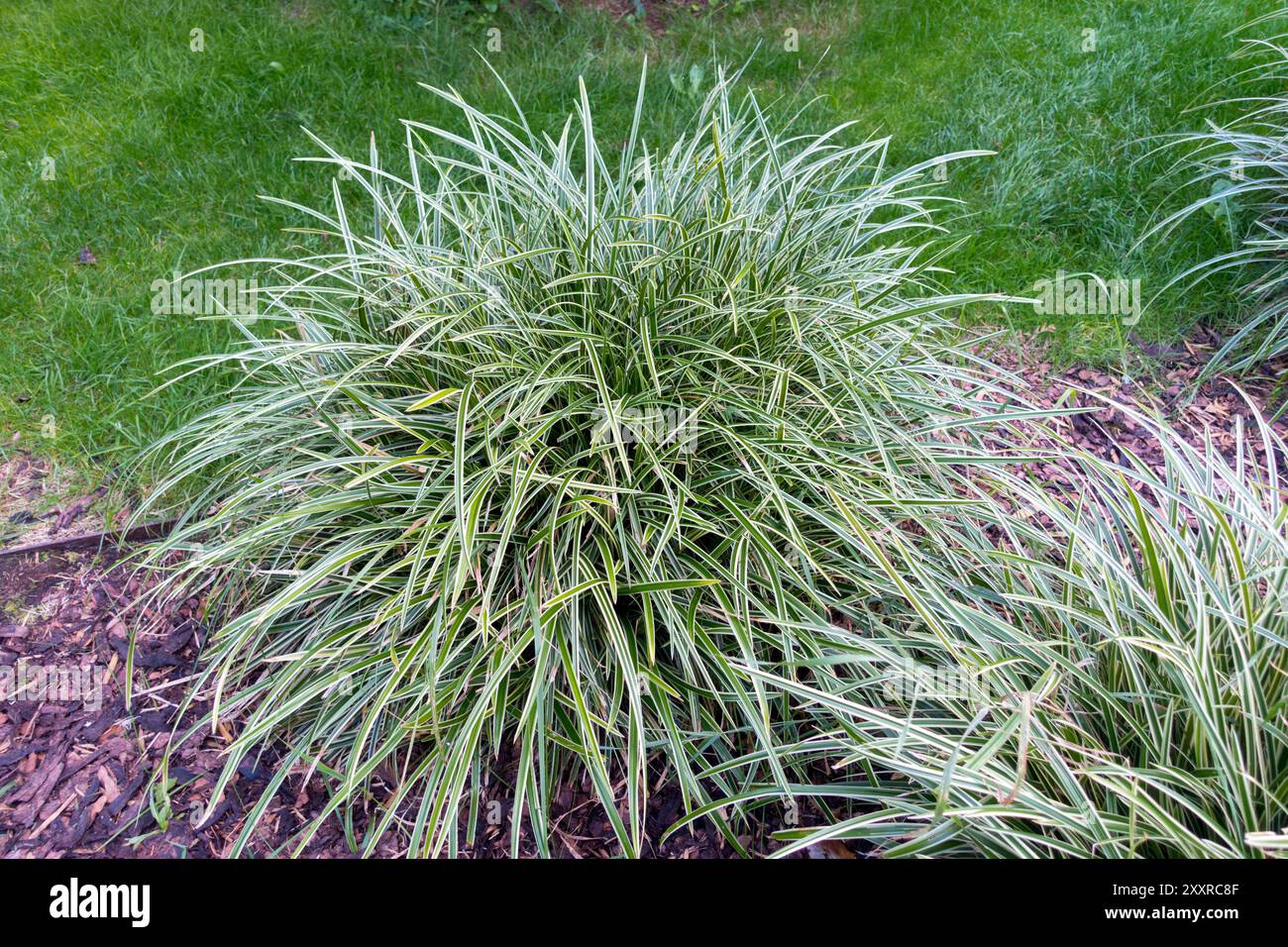 Sedge Carex "Ice Dance" Japanese Grass tufted Stock Photo - Alamy
