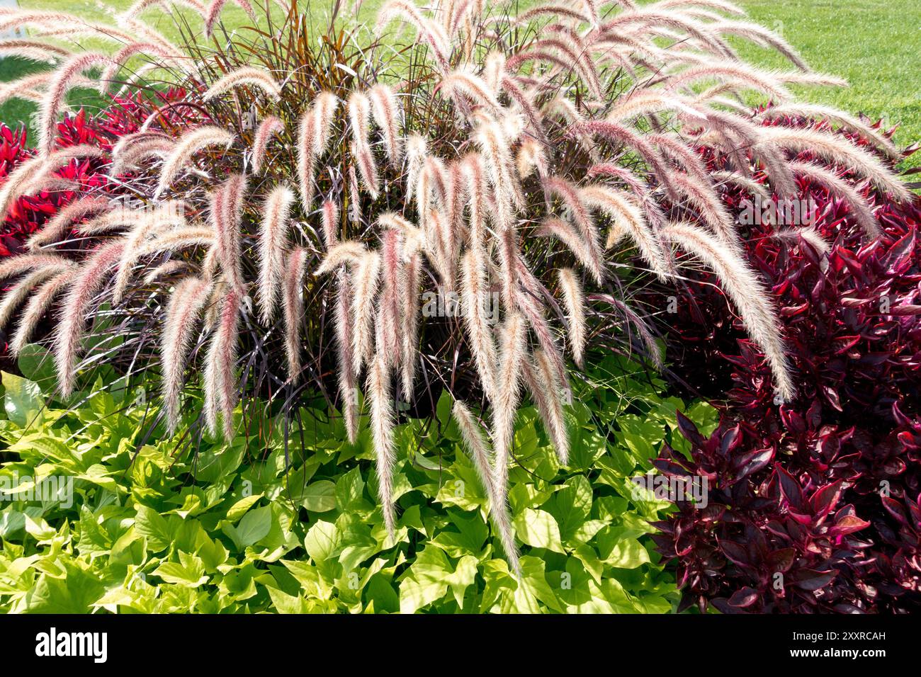 Fireworks Fountain Grass Pennisetum setaceum 'Fireworks' Stock Photo ...