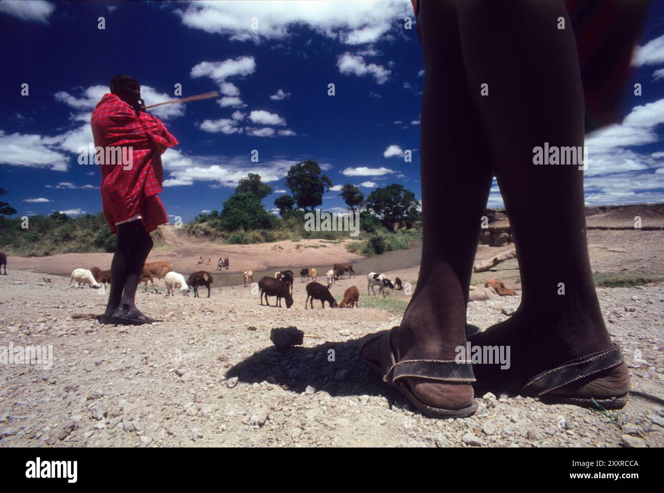 Masai warrior herding sheeps at Talek river, they are maybe the most ...