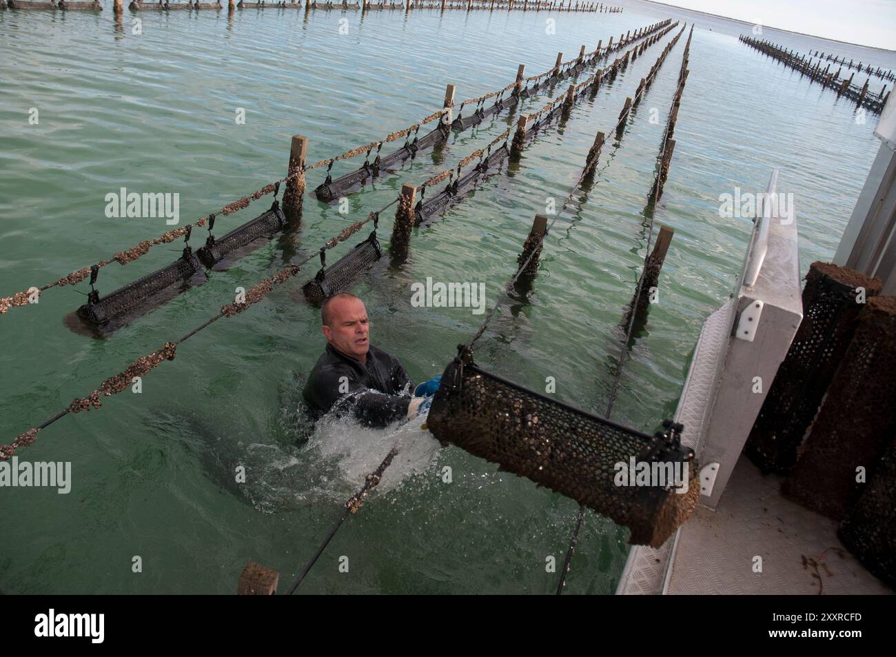 Oyster farming, Streaky Bay, South Australia Stock Photo - Alamy
