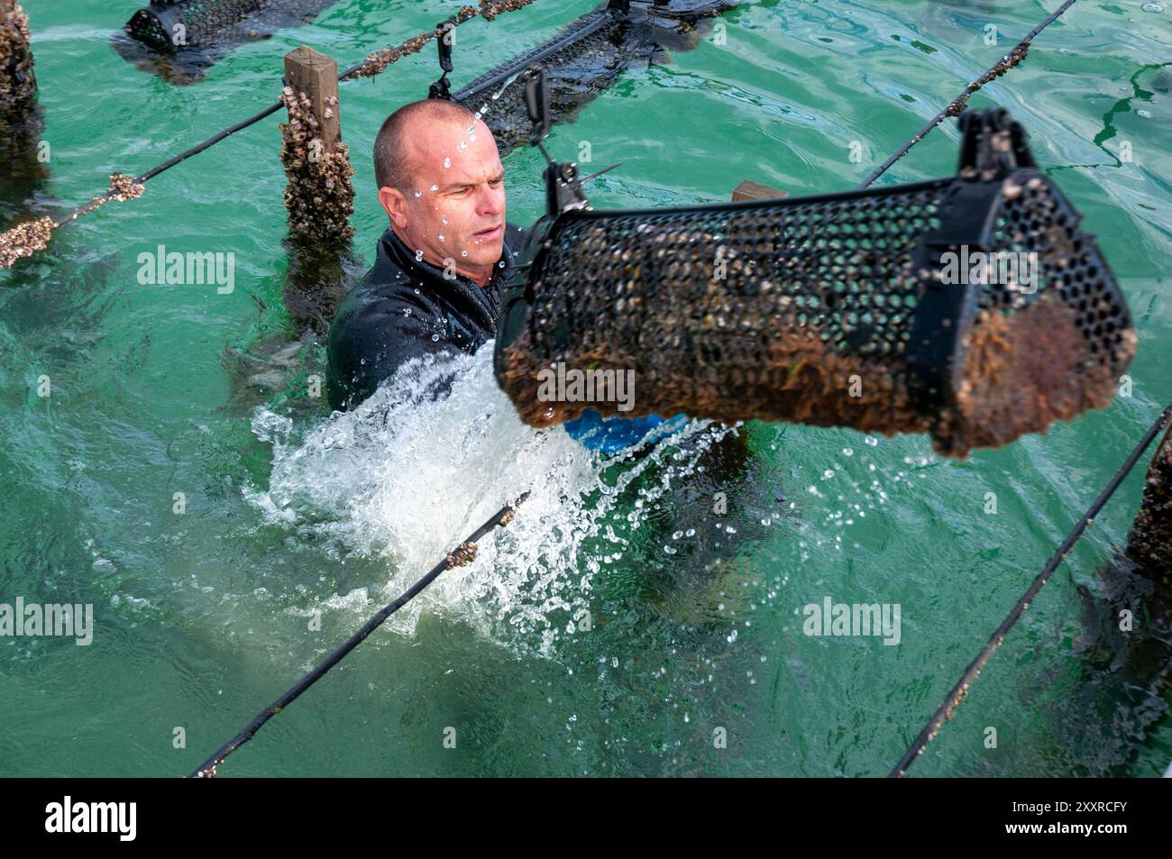 Oyster farming, Streaky Bay, South Australia Stock Photo - Alamy
