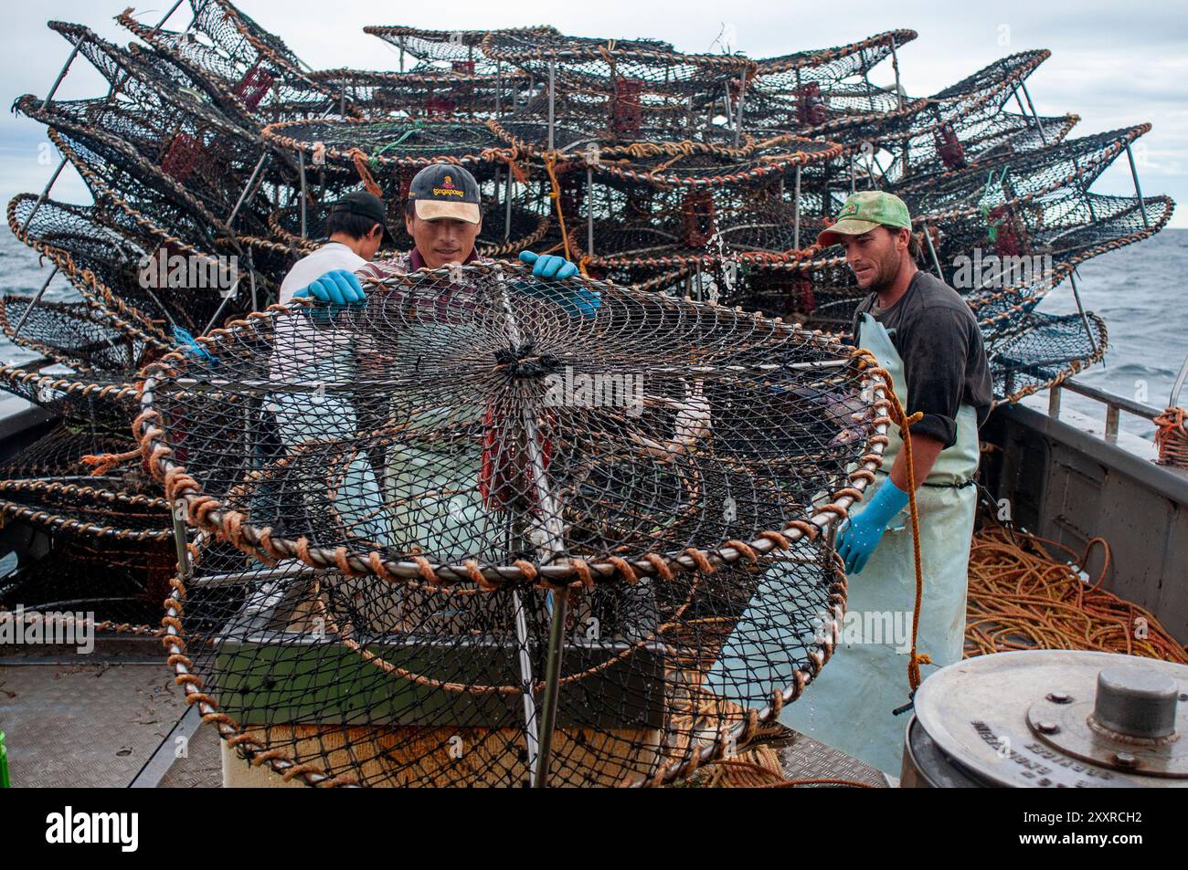 Commercial crab fishing for blue swimmer crabs in Shark Bay in Western ...