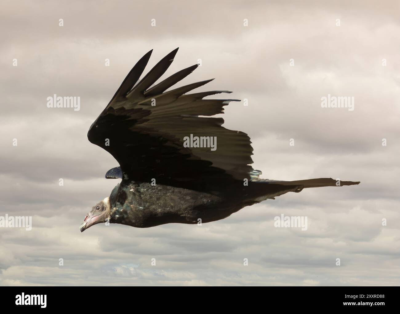 Young Turkey Vulture In Flight