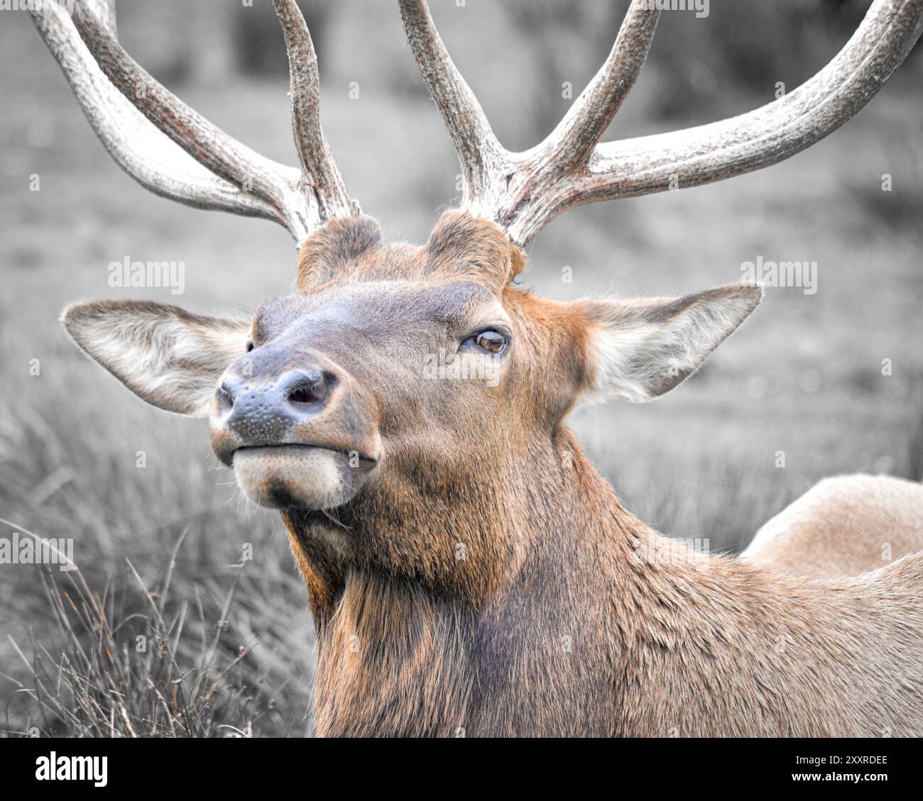 Portrait of an elk at the zoo Stock Photo - Alamy