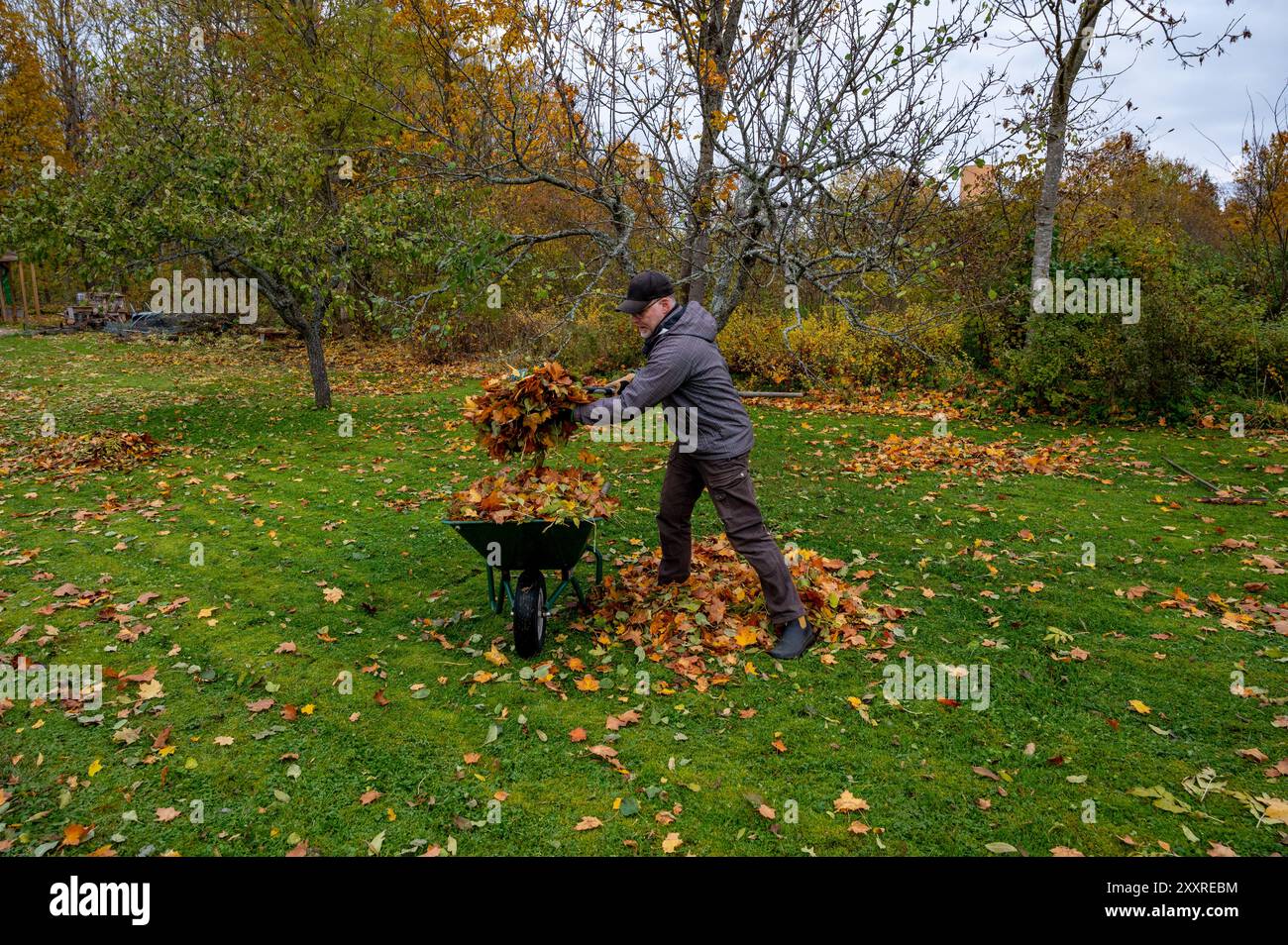 Swedish man raking leaves from green lawn Stock Photo - Alamy