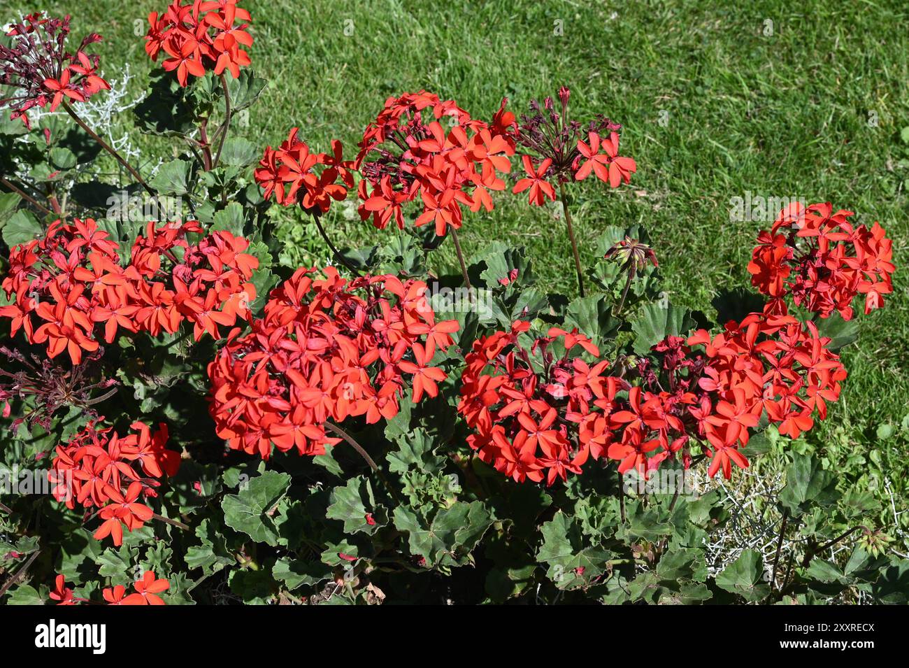 Blumenbeet mit Geranien *** Flower bed with geraniums Stock Photo - Alamy