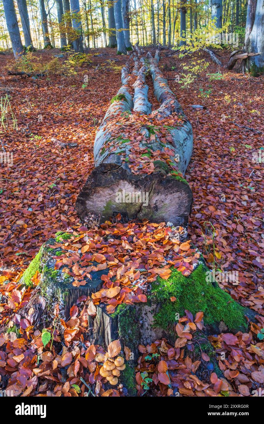 Beech tree glade hi-res stock photography and images - Alamy