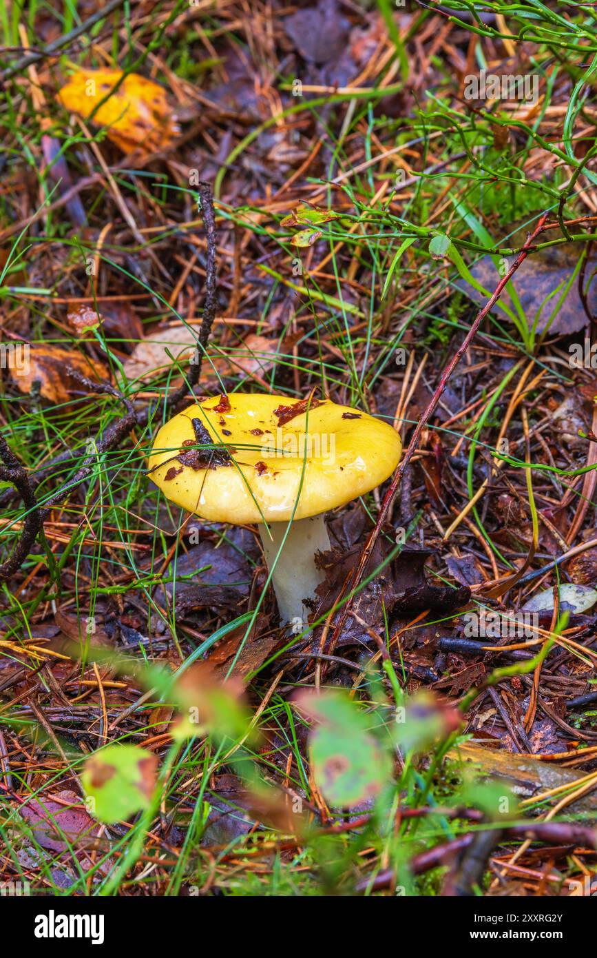 Yellow swamp russula russula claroflava hi-res stock photography and ...