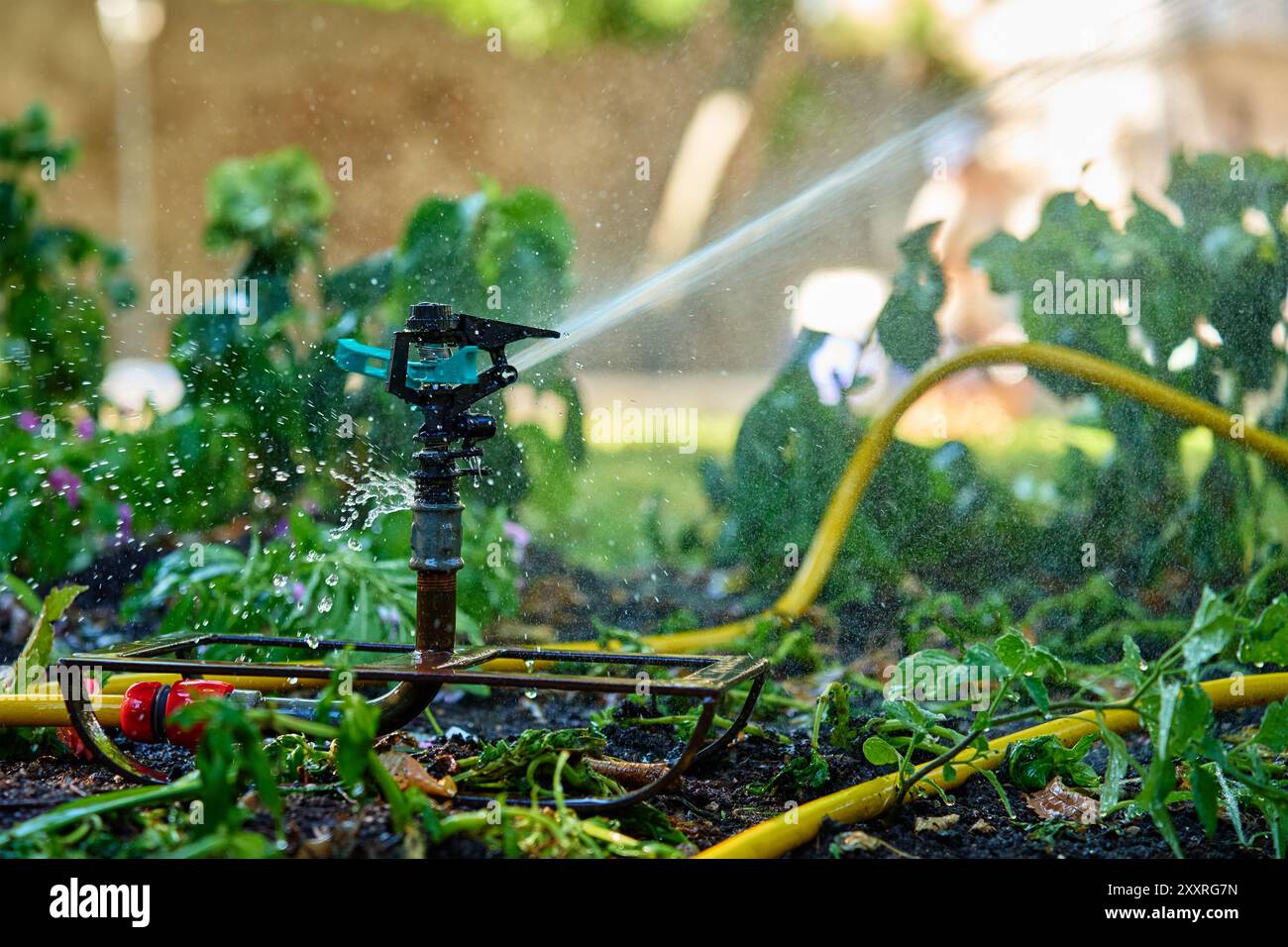 Garden sprinkler watering lush green plants in backyard with trees and ...