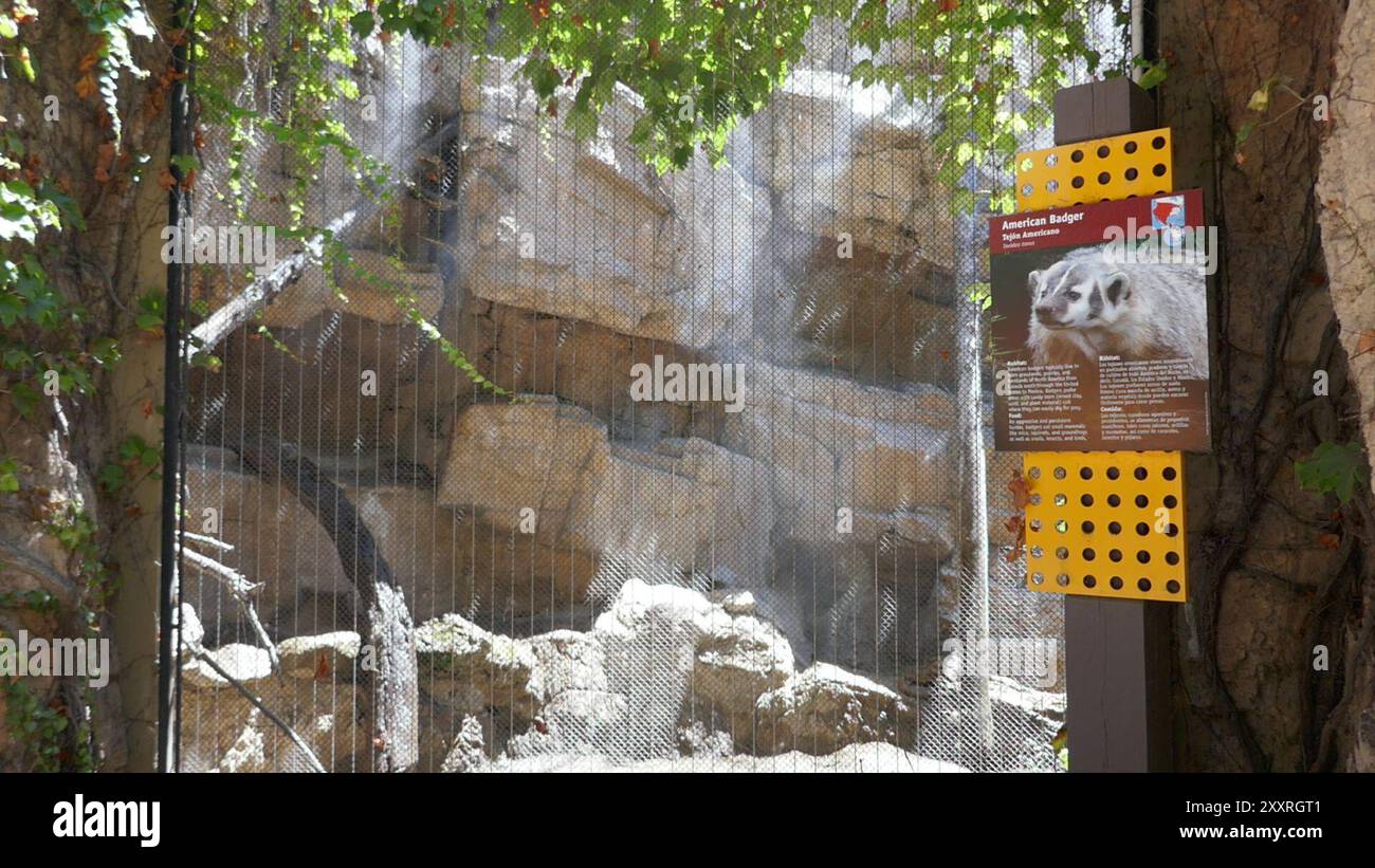 Los Angeles, California, USA 20th August 2024 American Badger Habitat ...