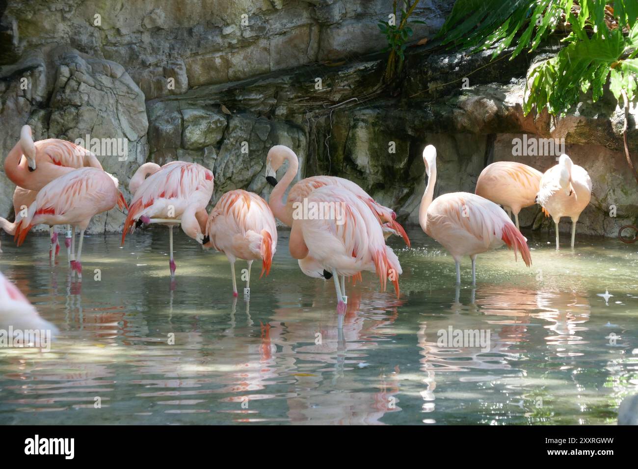Los Angeles, California, USA 20th August 2024 Flamingos at LA Zoo on ...