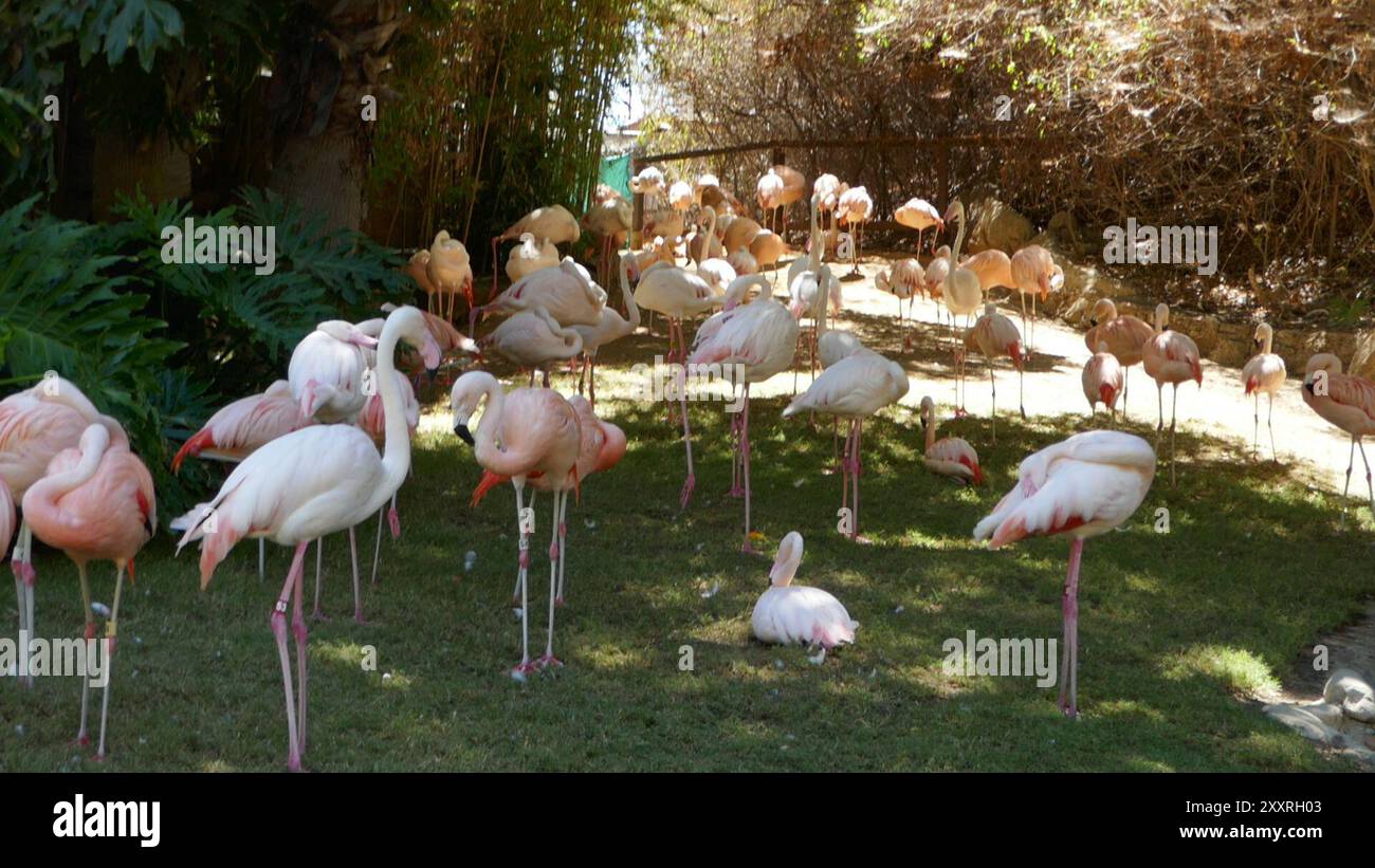 Los Angeles, California, USA 20th August 2024 Flamingos at LA Zoo on ...