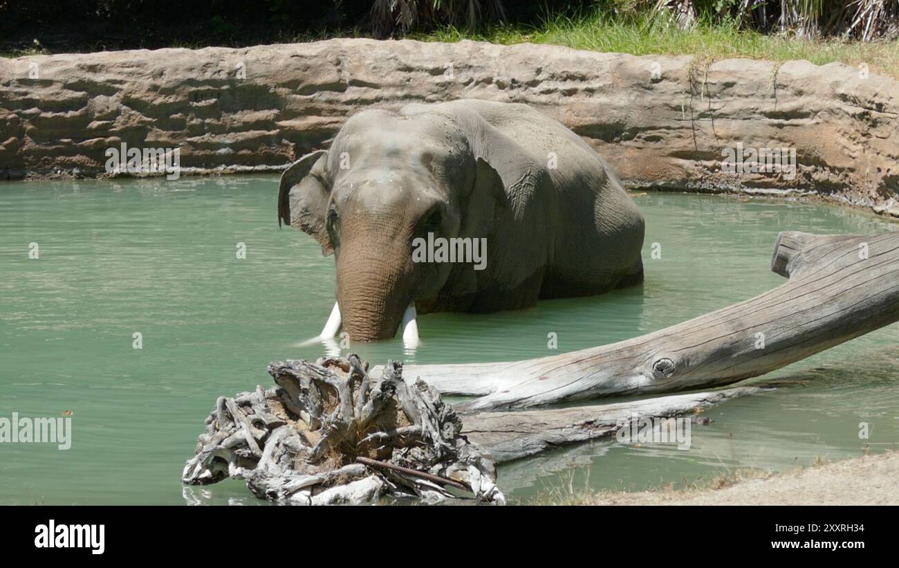 Los Angeles, California, USA 20th August 2024 Asian Elephant Billy in ...