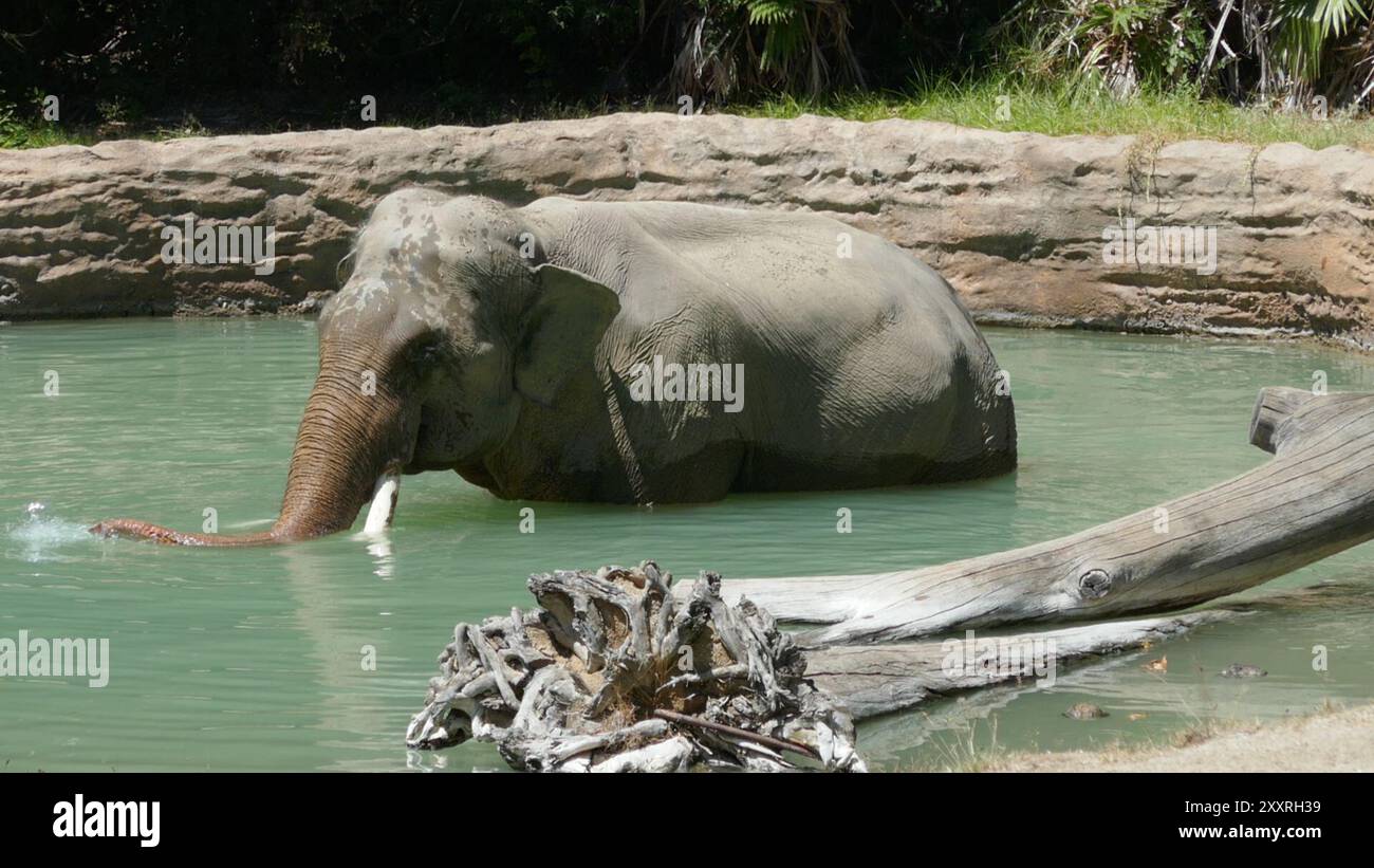 Los Angeles, California, USA 20th August 2024 Asian Elephant Billy in ...