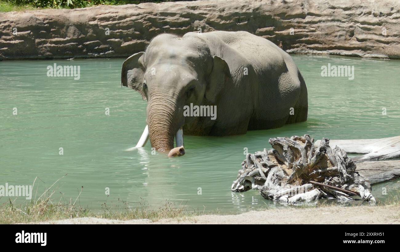 Los Angeles, California, USA 20th August 2024 Asian Elephant Billy in ...