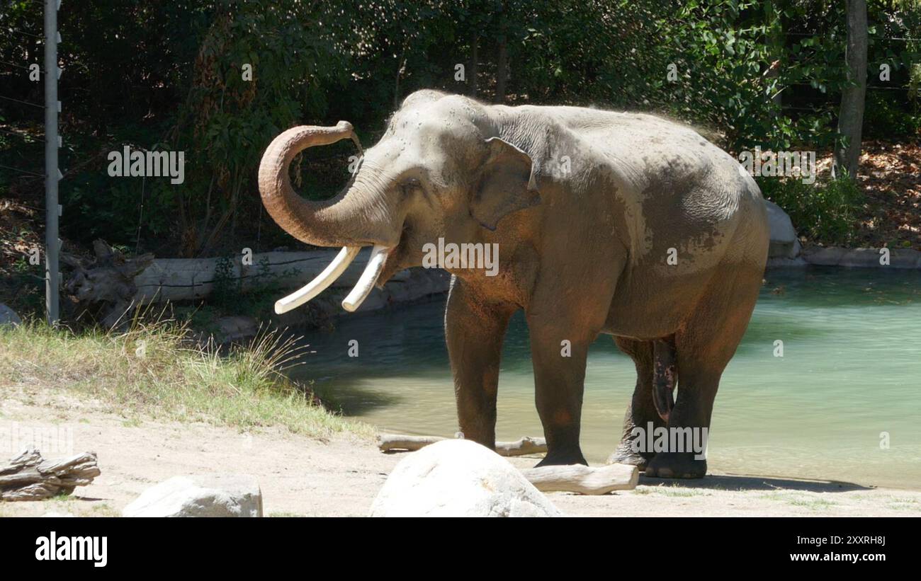 Los Angeles, California, USA 20th August 2024 Asian Elephant Billy in ...