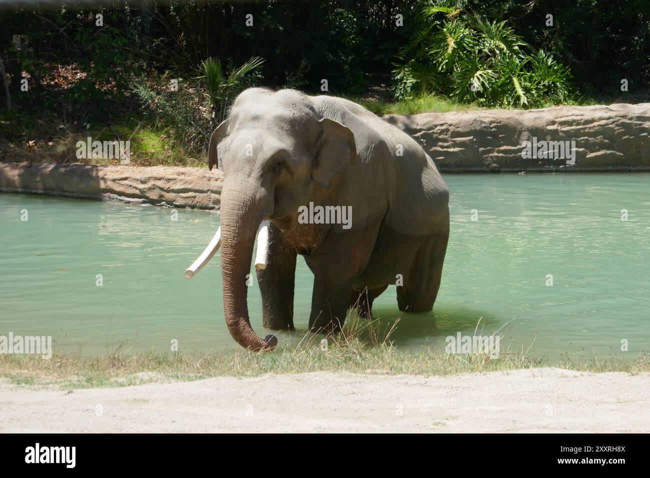 Los Angeles, California, USA 20th August 2024 Asian Elephant Billy in ...