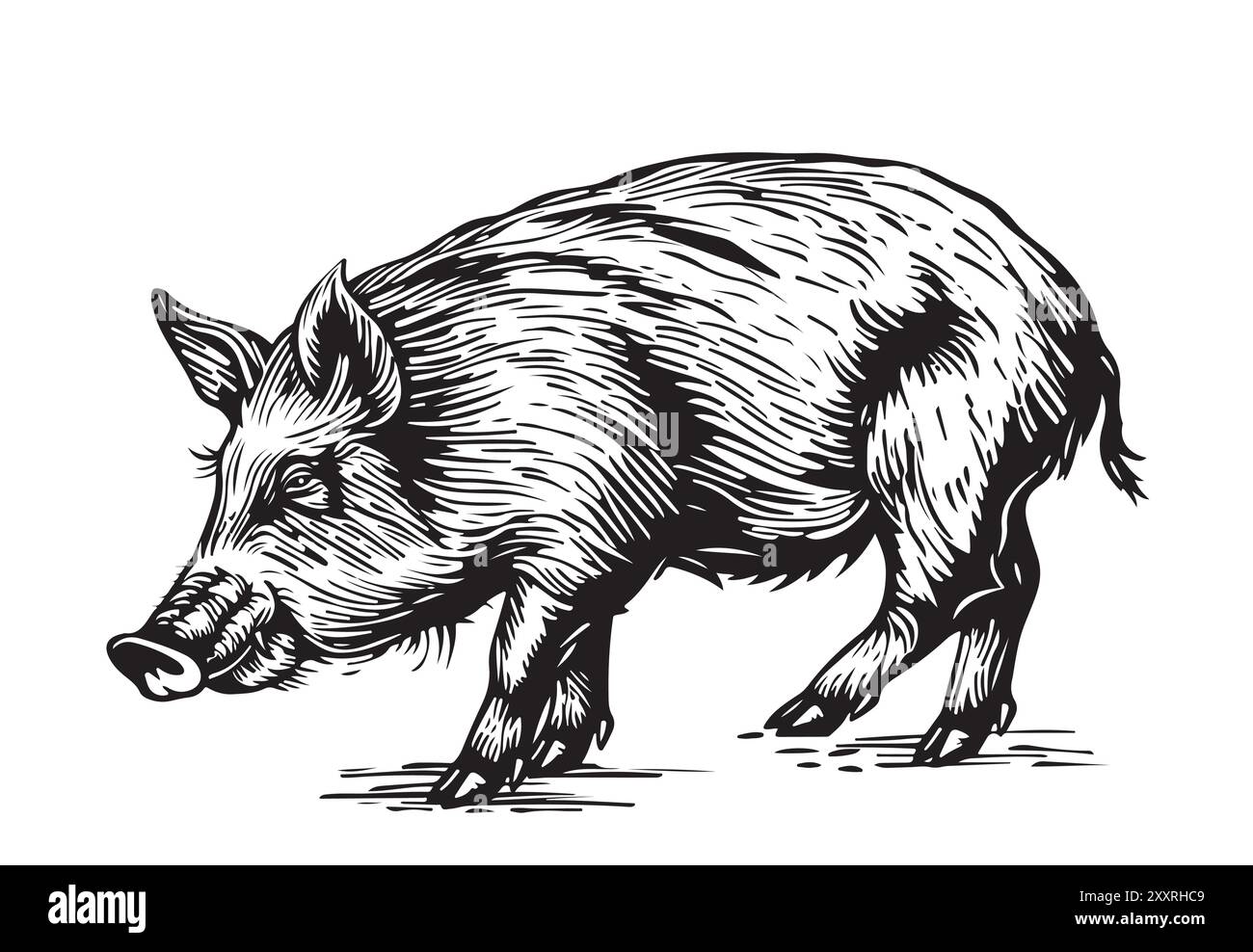Boar hunting engraving hi-res stock photography and images - Alamy