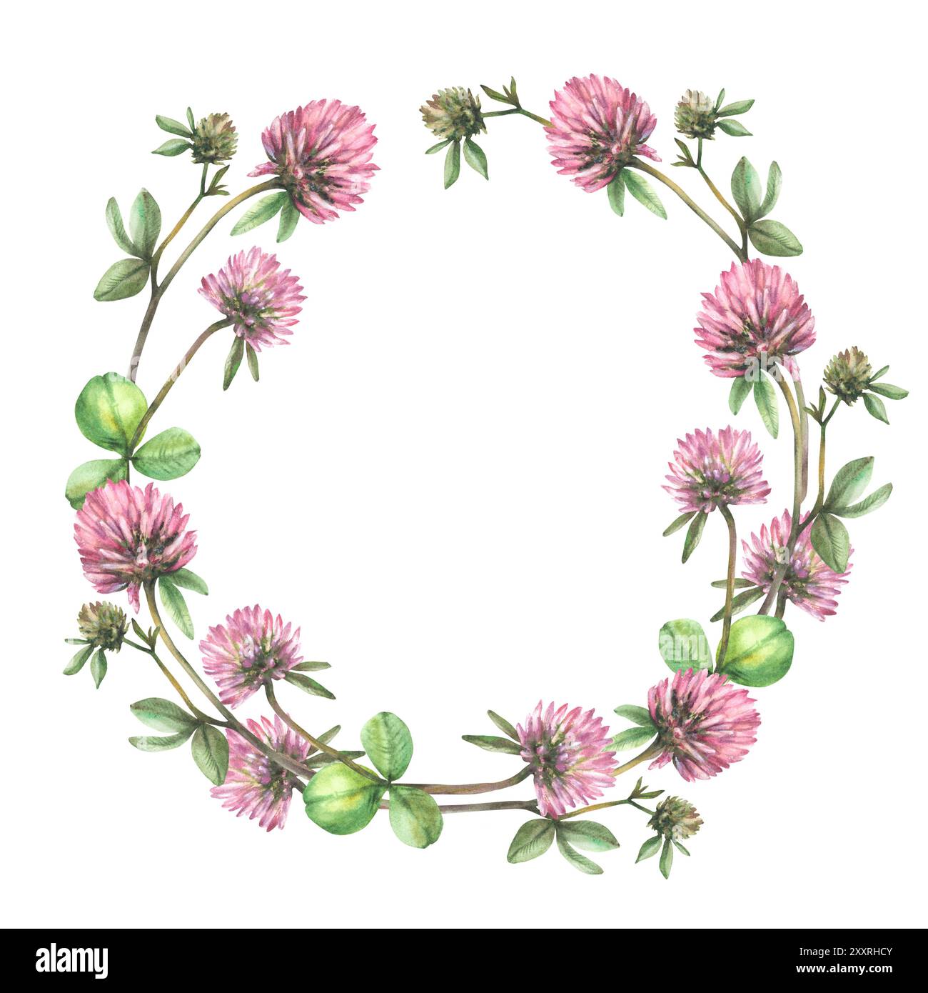 Clover pink flower with leaves, bud wreath. Watercolor painted ...