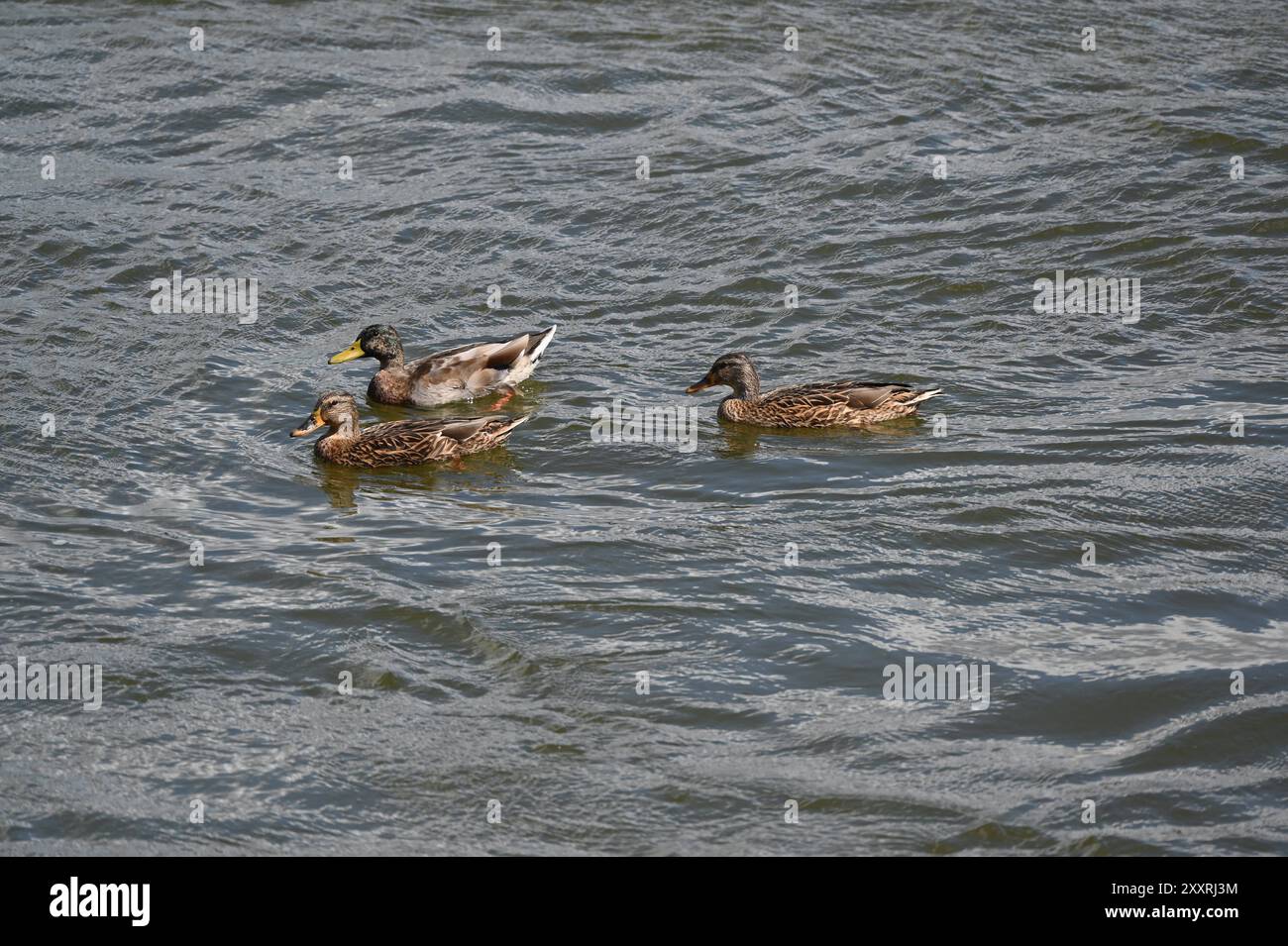 Enten im wasser schwimmen hi-res stock photography and images - Alamy