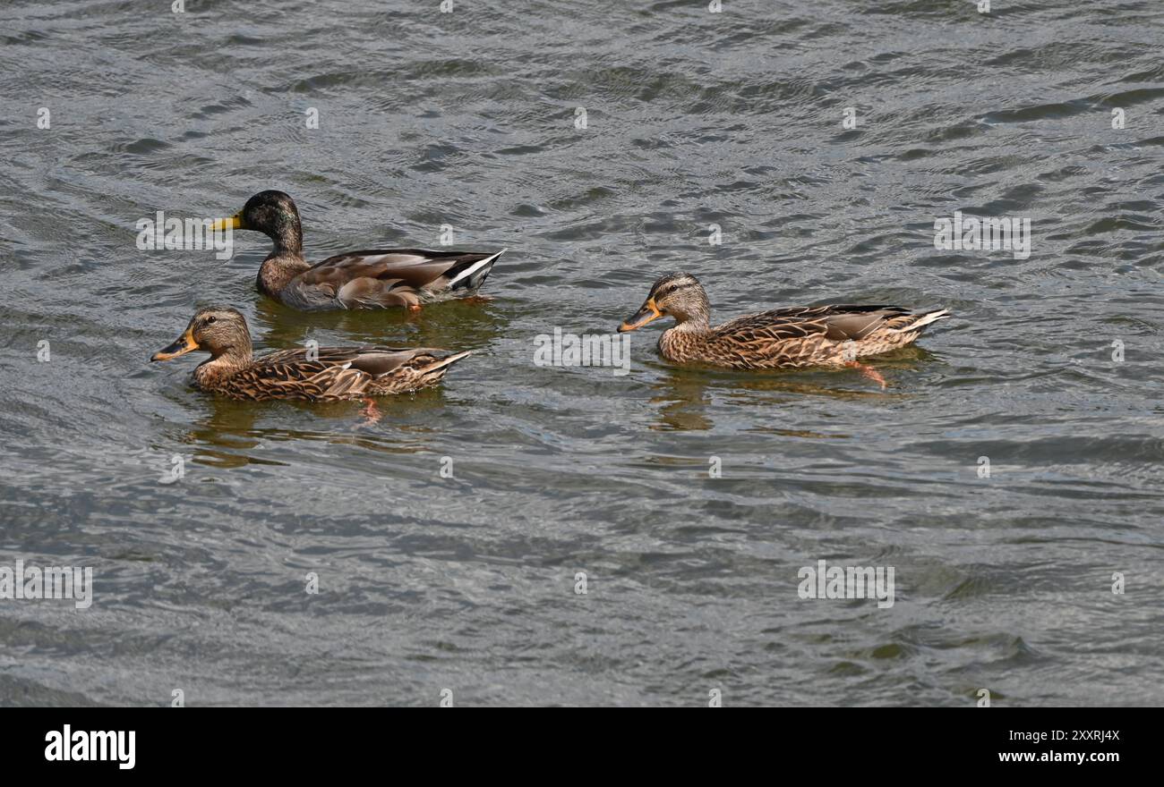Enten im wasser schwimmen hi-res stock photography and images - Alamy