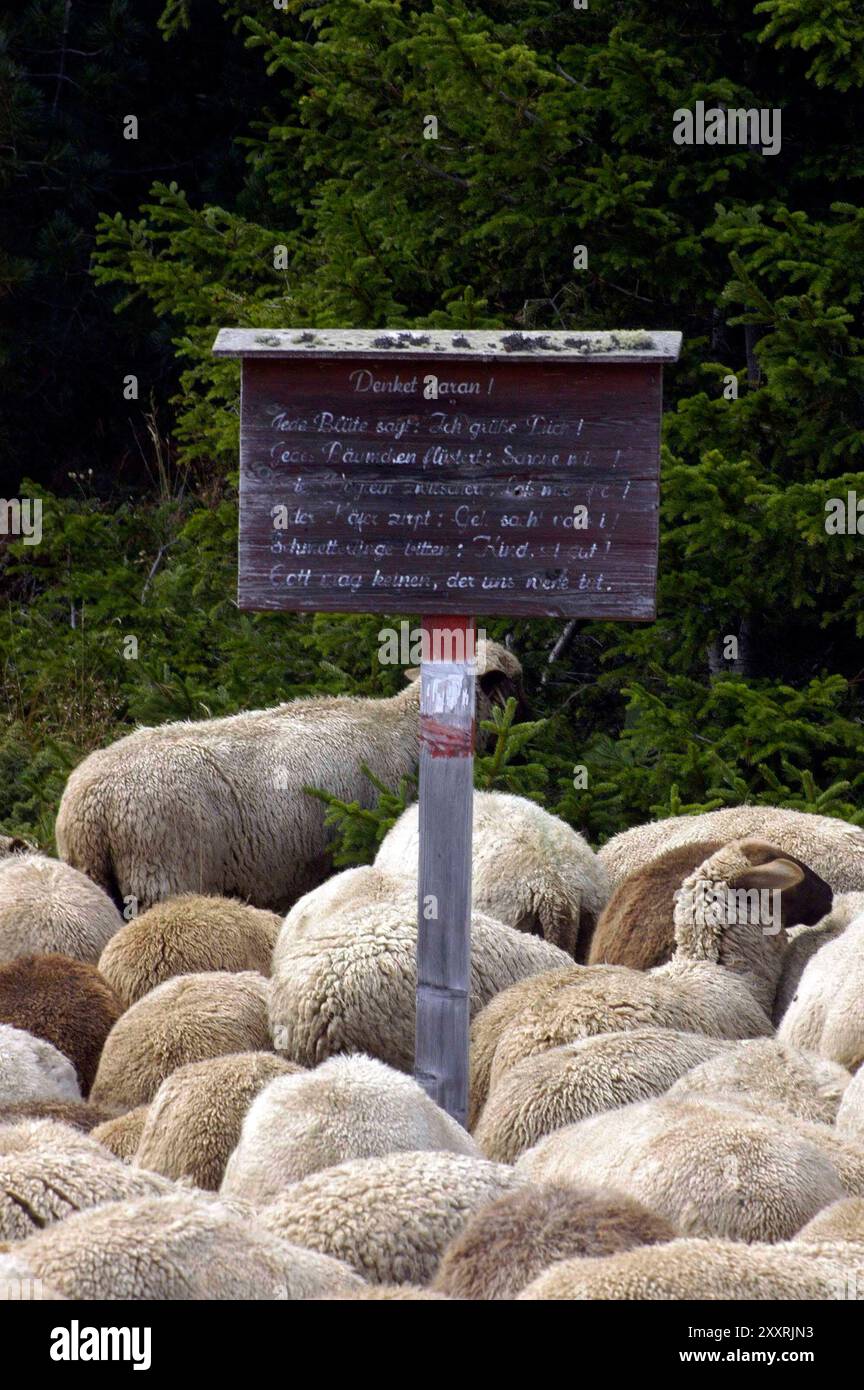 sheep farming and breeding as an agricultural business sheep farming as ...