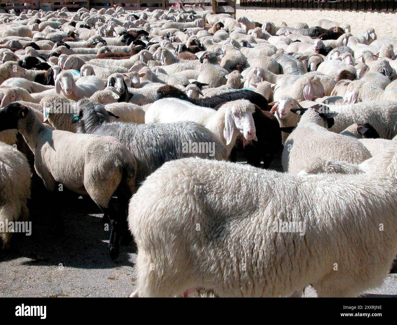 sheep farming and breeding as an agricultural business sheep farming as ...