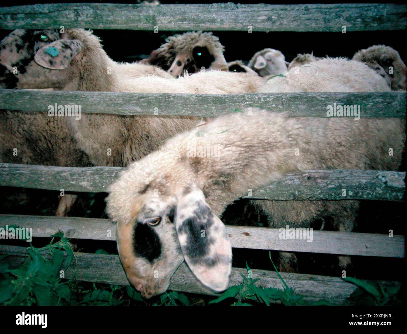 sheep farming and breeding as an agricultural business sheep farming as ...