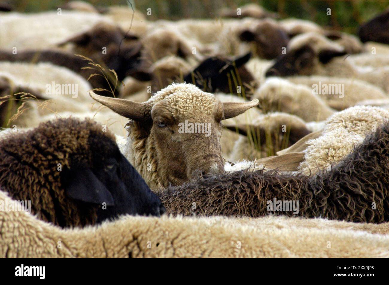 sheep farming and breeding as an agricultural business sheep farming as ...
