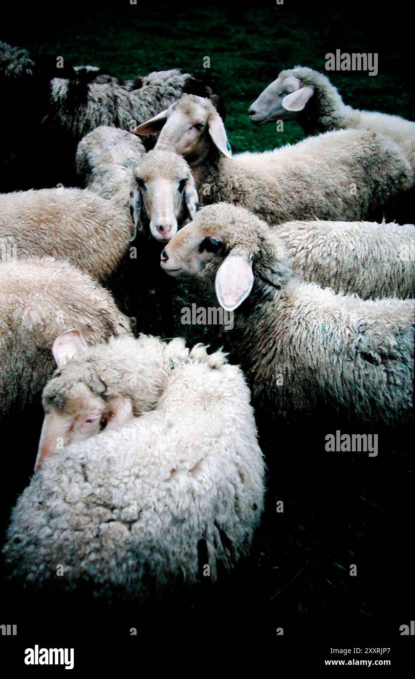sheep farming and breeding as an agricultural business sheep farming as ...