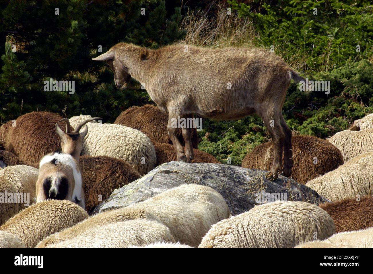 sheep farming and breeding as an agricultural business sheep farming as ...