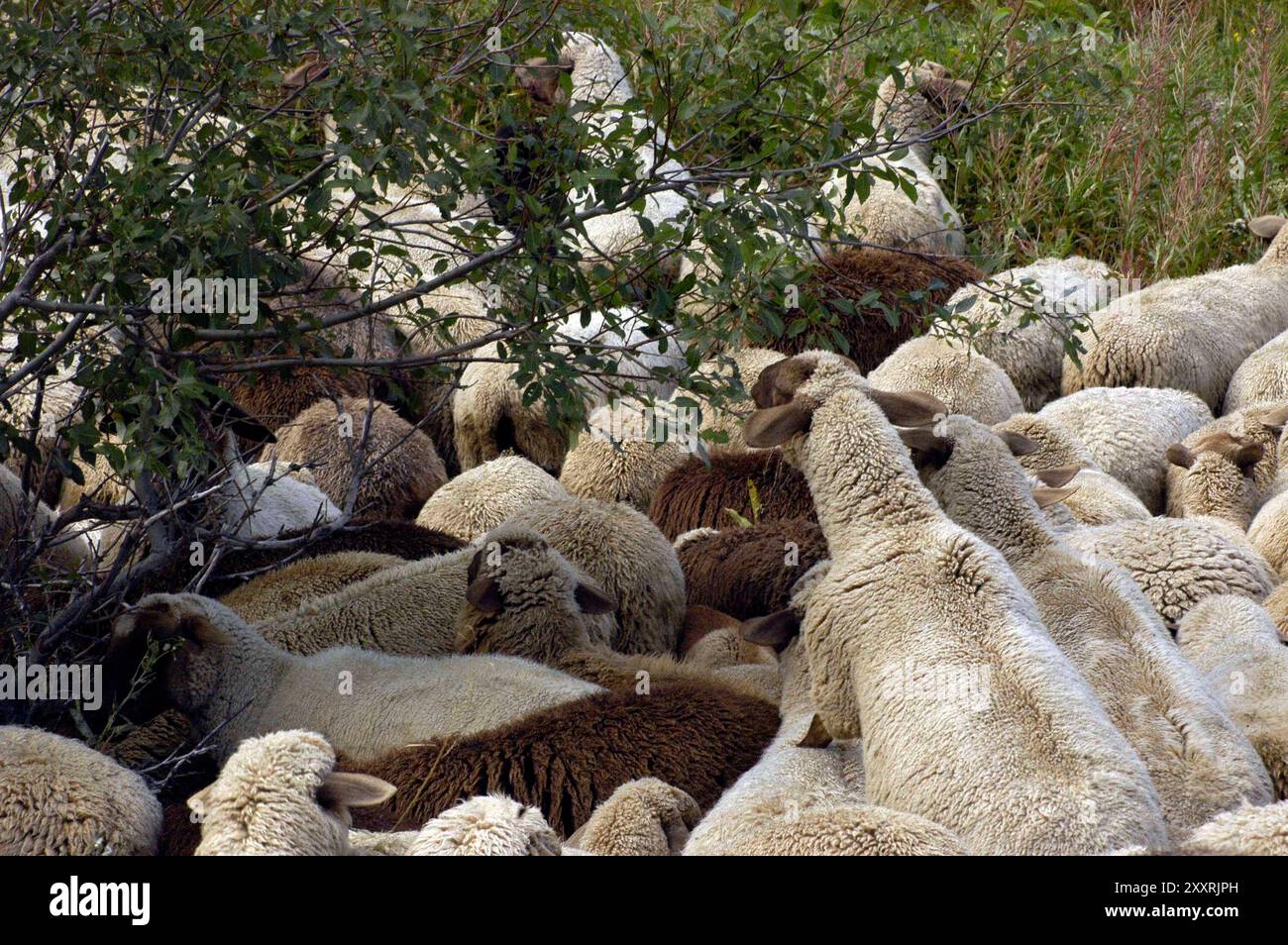 sheep farming and breeding as an agricultural business sheep farming as ...