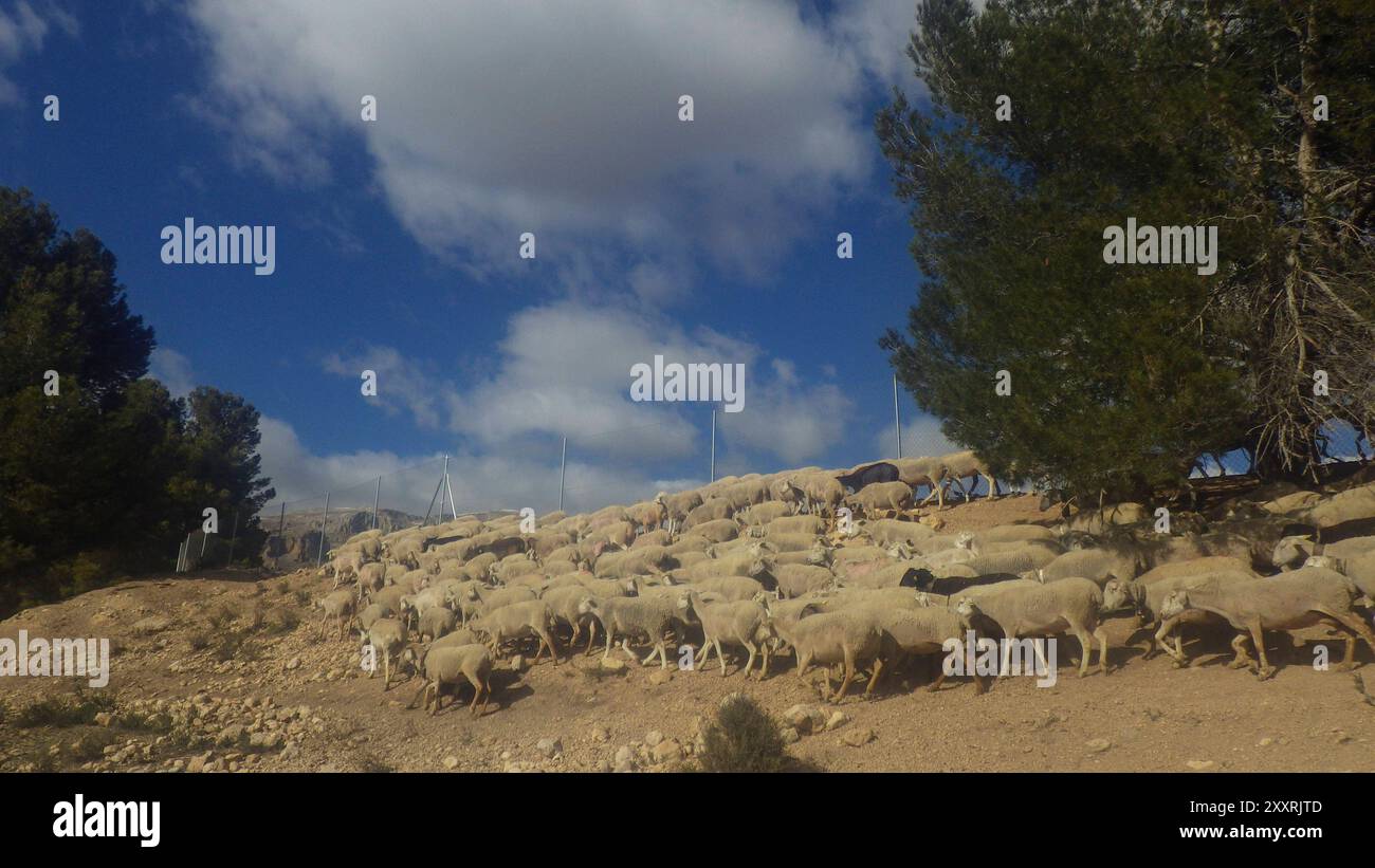 sheep farming and breeding as an agricultural business sheep farming as ...