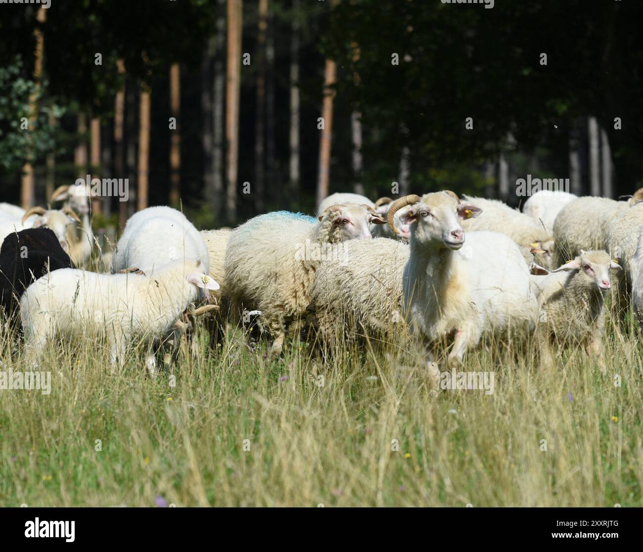 sheep farming and breeding as an agricultural business sheep farming as ...