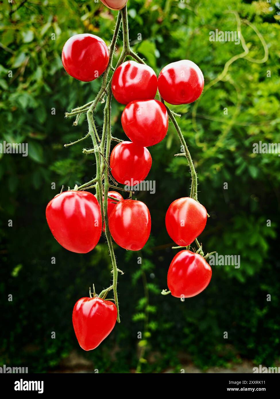 red and ripe tomato, healthy vegetable in a balanced diet red and ripe ...