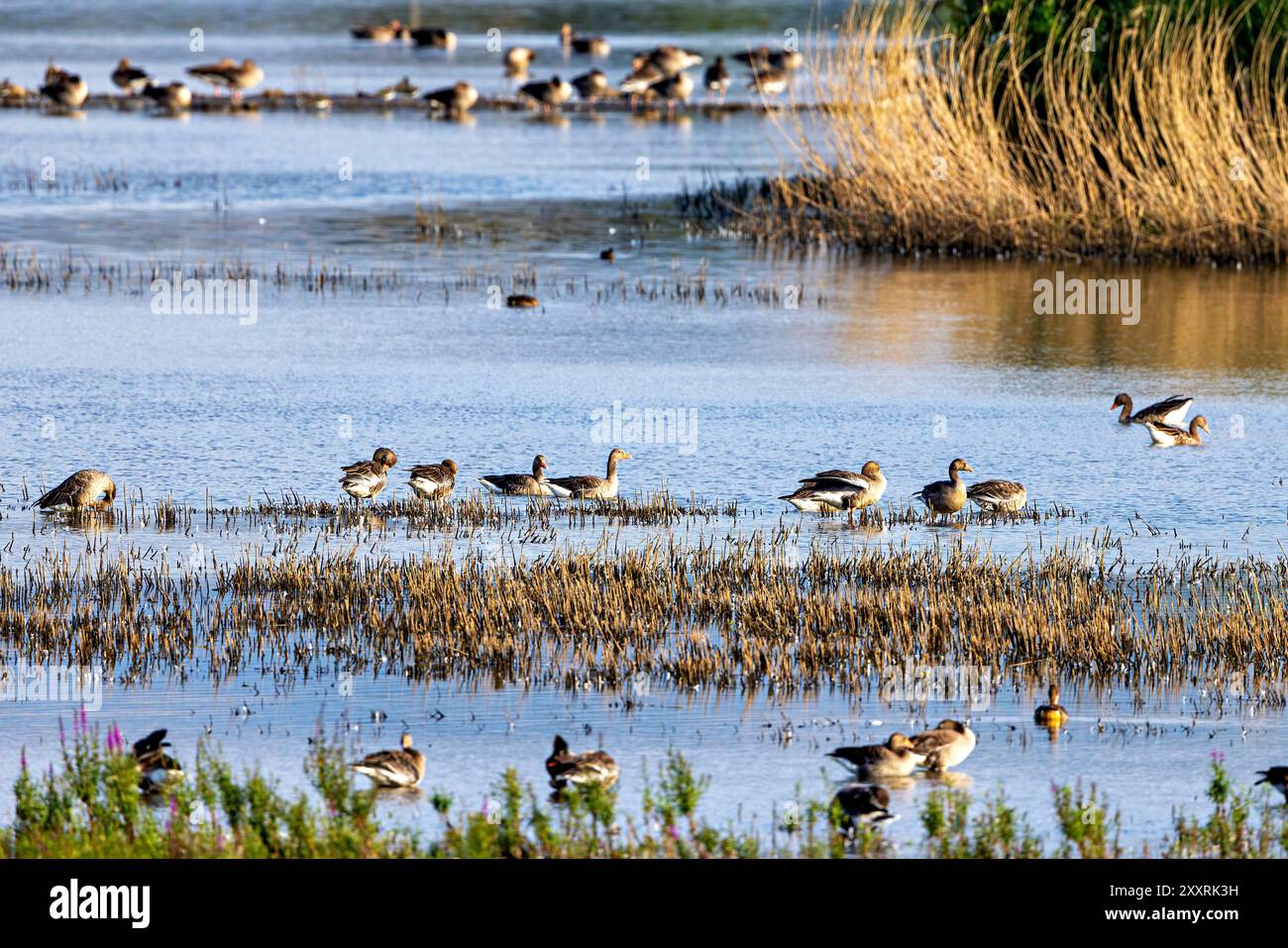 Birds in the wetlands and swamps Stock Photo - Alamy