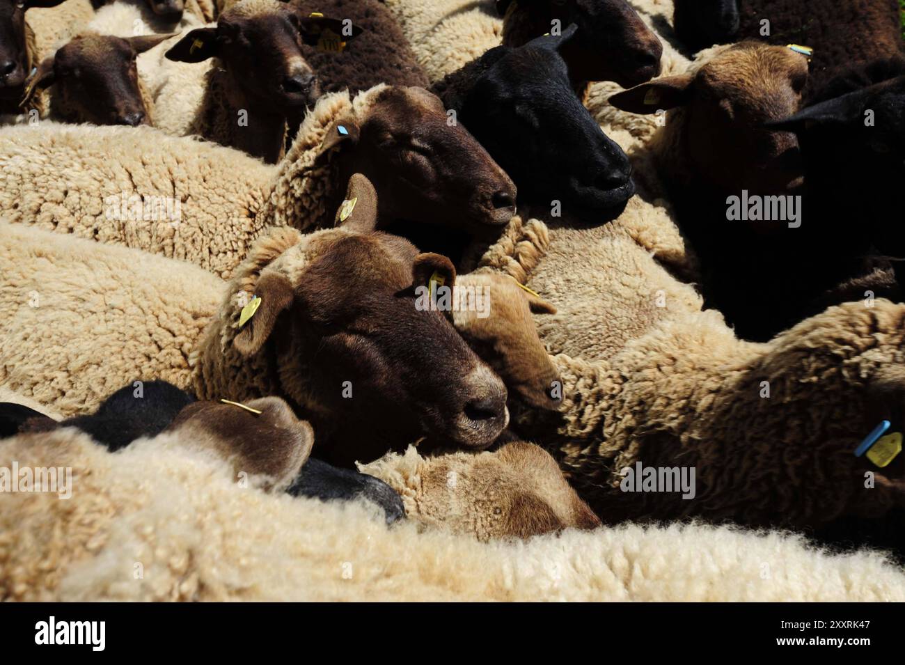 sheep farming and breeding as an agricultural business sheep farming as ...