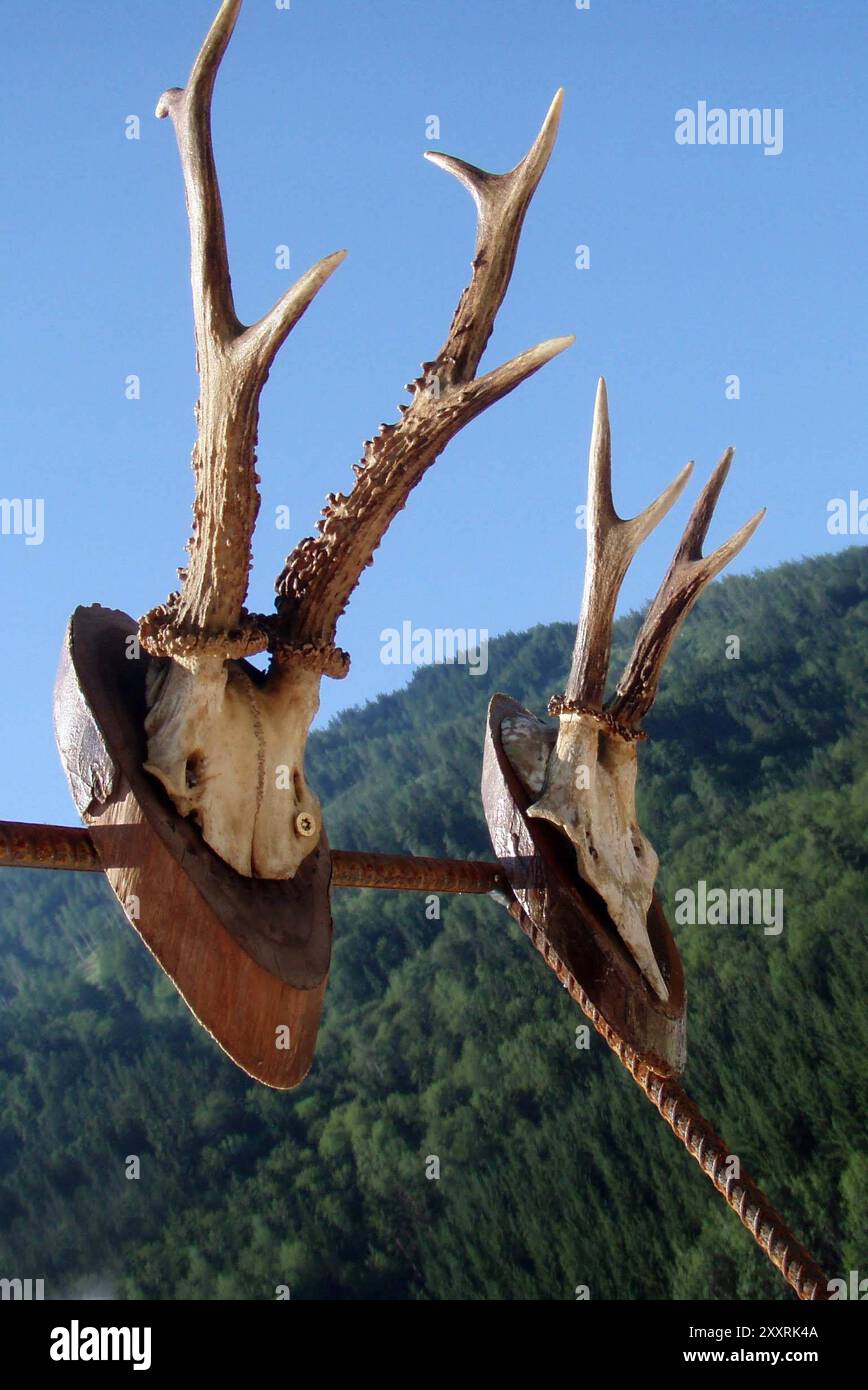 Jagdpruefung hi-res stock photography and images - Alamy