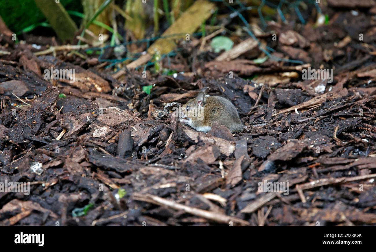 Wood mice foraging beneath the bird feeders Stock Photo - Alamy