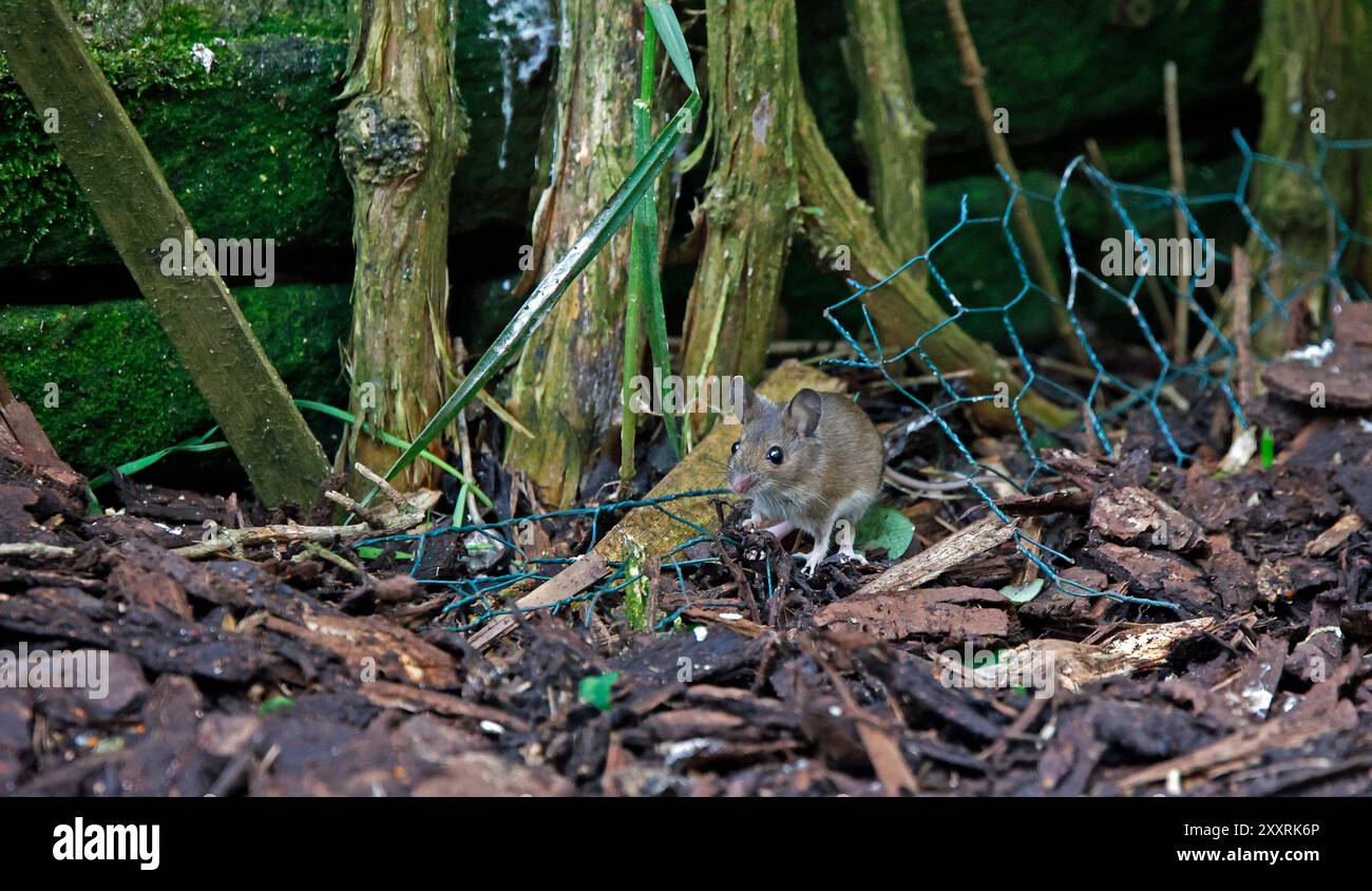 Wood mice foraging beneath the bird feeders Stock Photo - Alamy