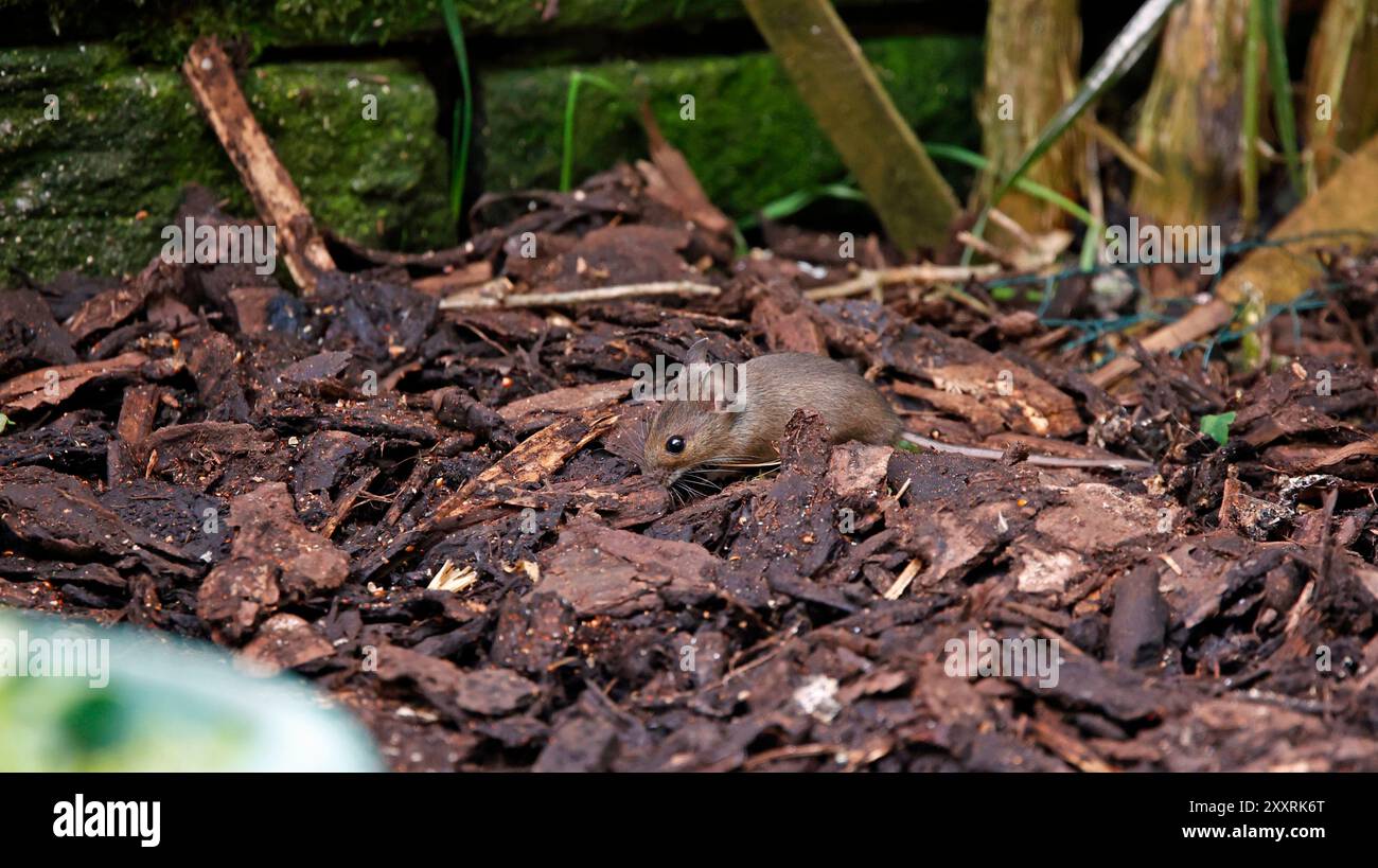 Wood mice foraging beneath the bird feeders Stock Photo - Alamy