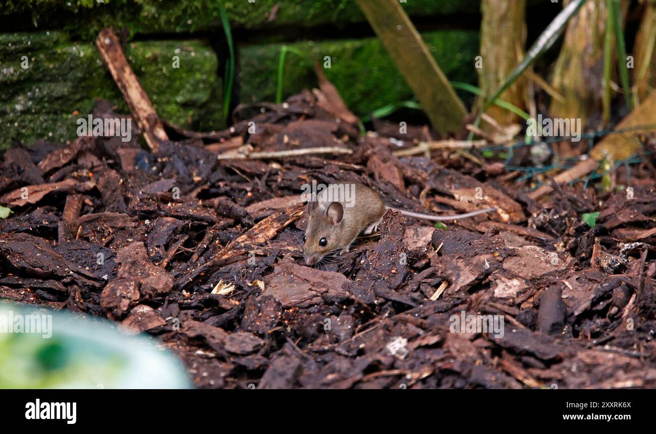 Wood mice foraging beneath the bird feeders Stock Photo - Alamy