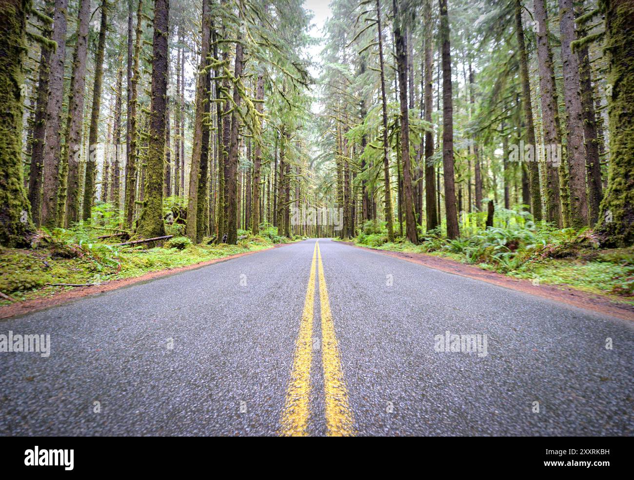 Pavement through forest hi-res stock photography and images - Alamy