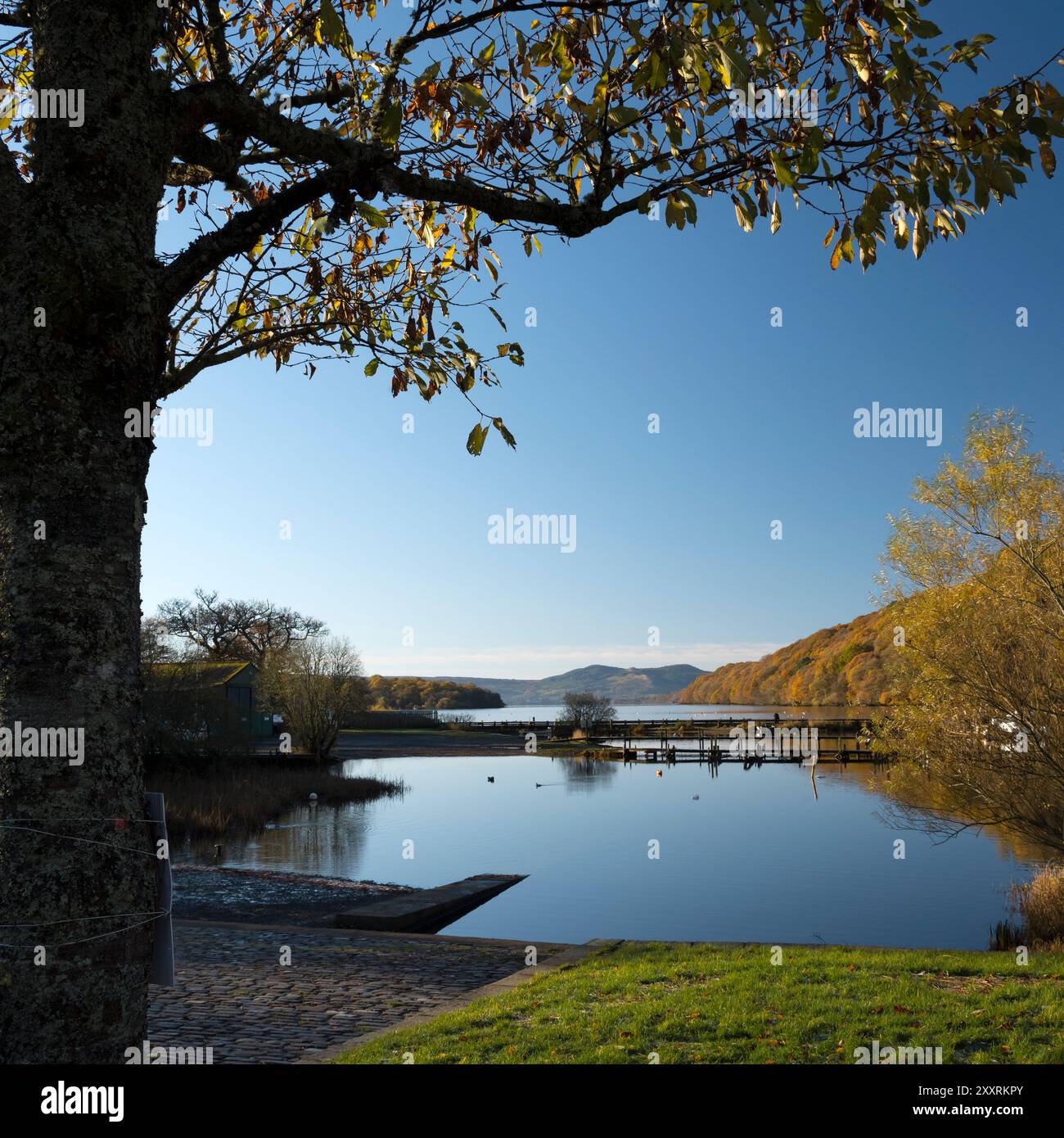 Tree and Loch Lomond, Scotland Stock Photo - Alamy