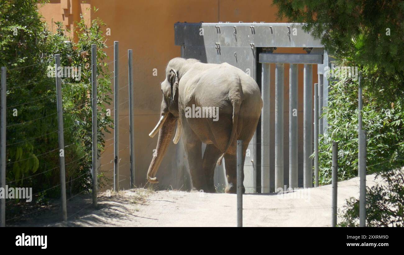 Los Angeles, California, USA 20th August 2024 Asian Elephant Billy in ...
