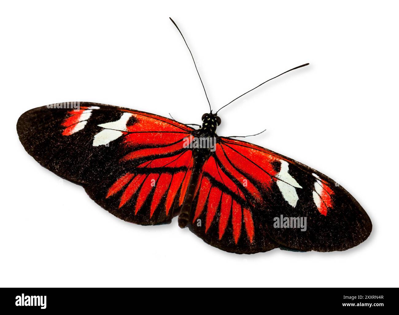 Beautiful red butterfly isolated on white background Stock Photo - Alamy