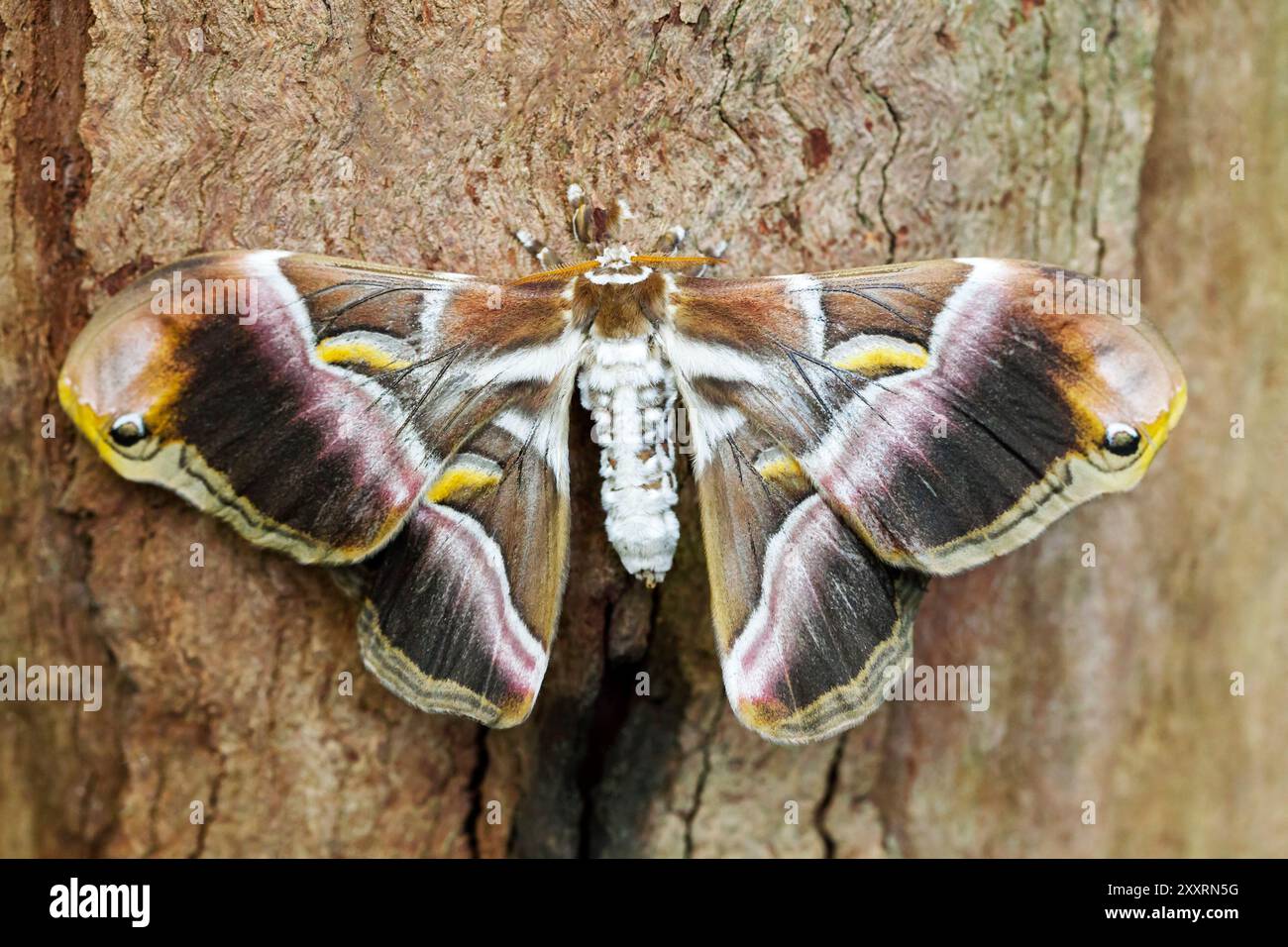 Giant emperor moth hi-res stock photography and images - Alamy