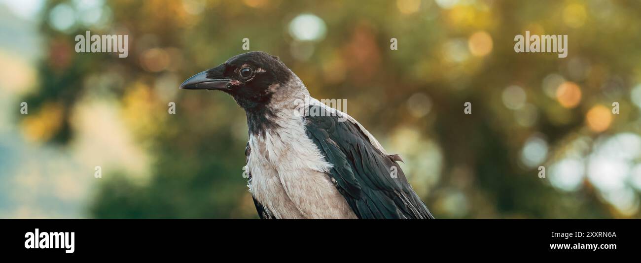 Crow in focus hi-res stock photography and images - Alamy