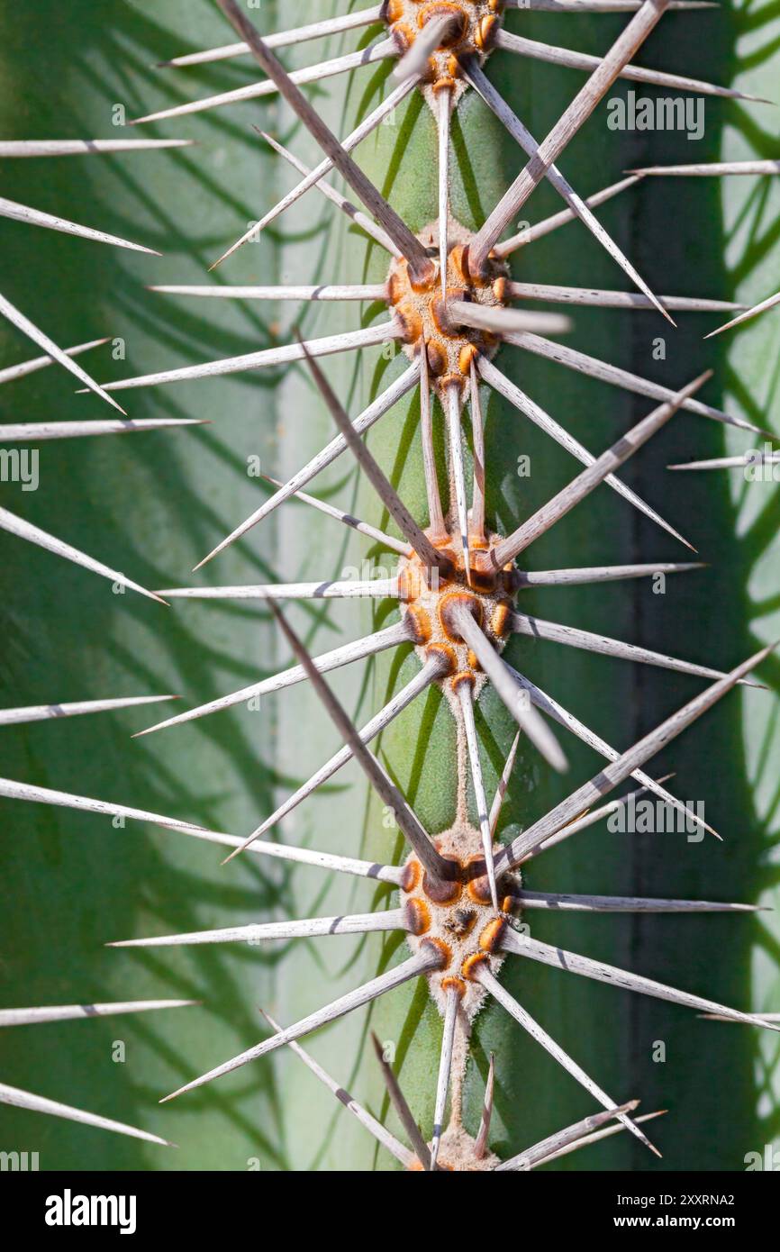 Extreme close up desert hi-res stock photography and images - Alamy
