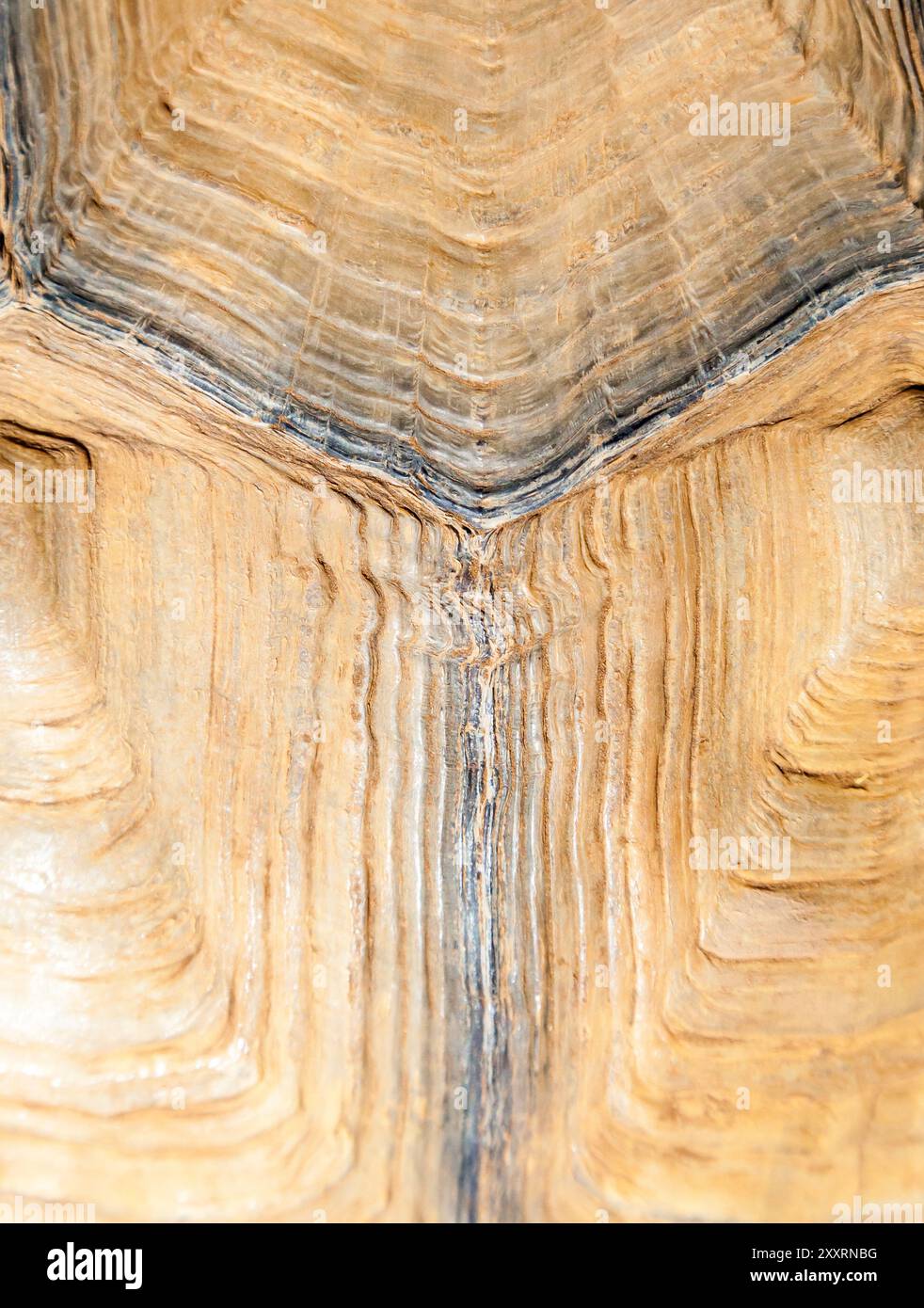 The turtle shell close up for background Stock Photo - Alamy